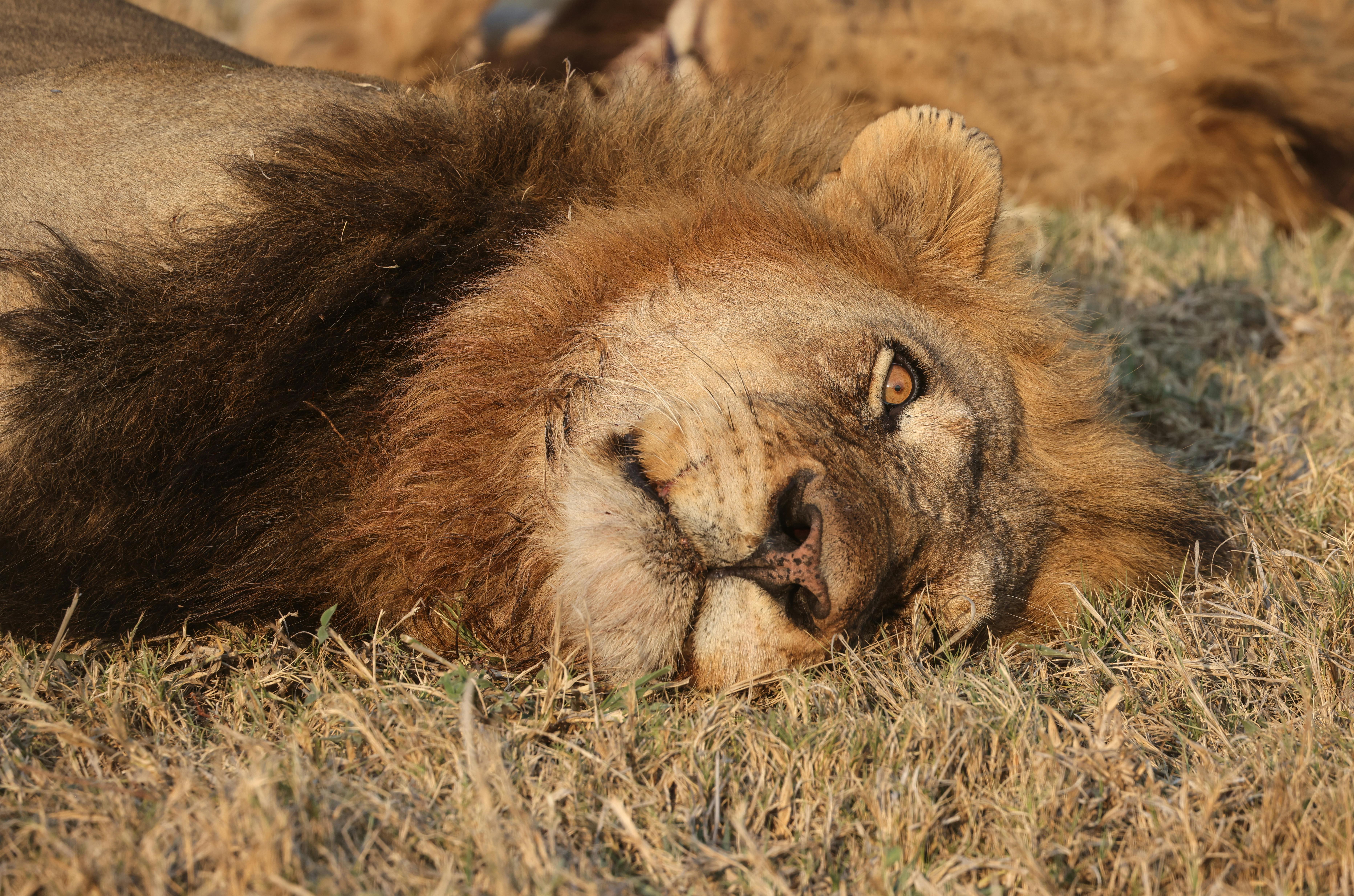 Lion Lying on Ground with Eyes Open · Free Stock Photo