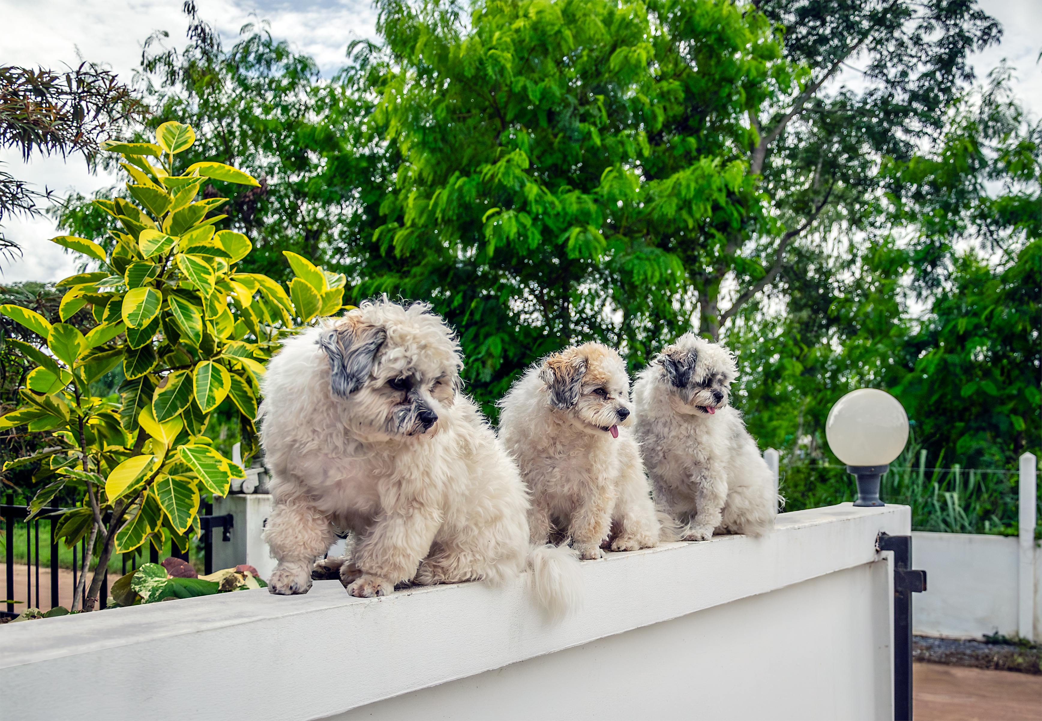 Dogs Items Photos, Download The BEST Free Dogs Items Stock Photos & HD ...