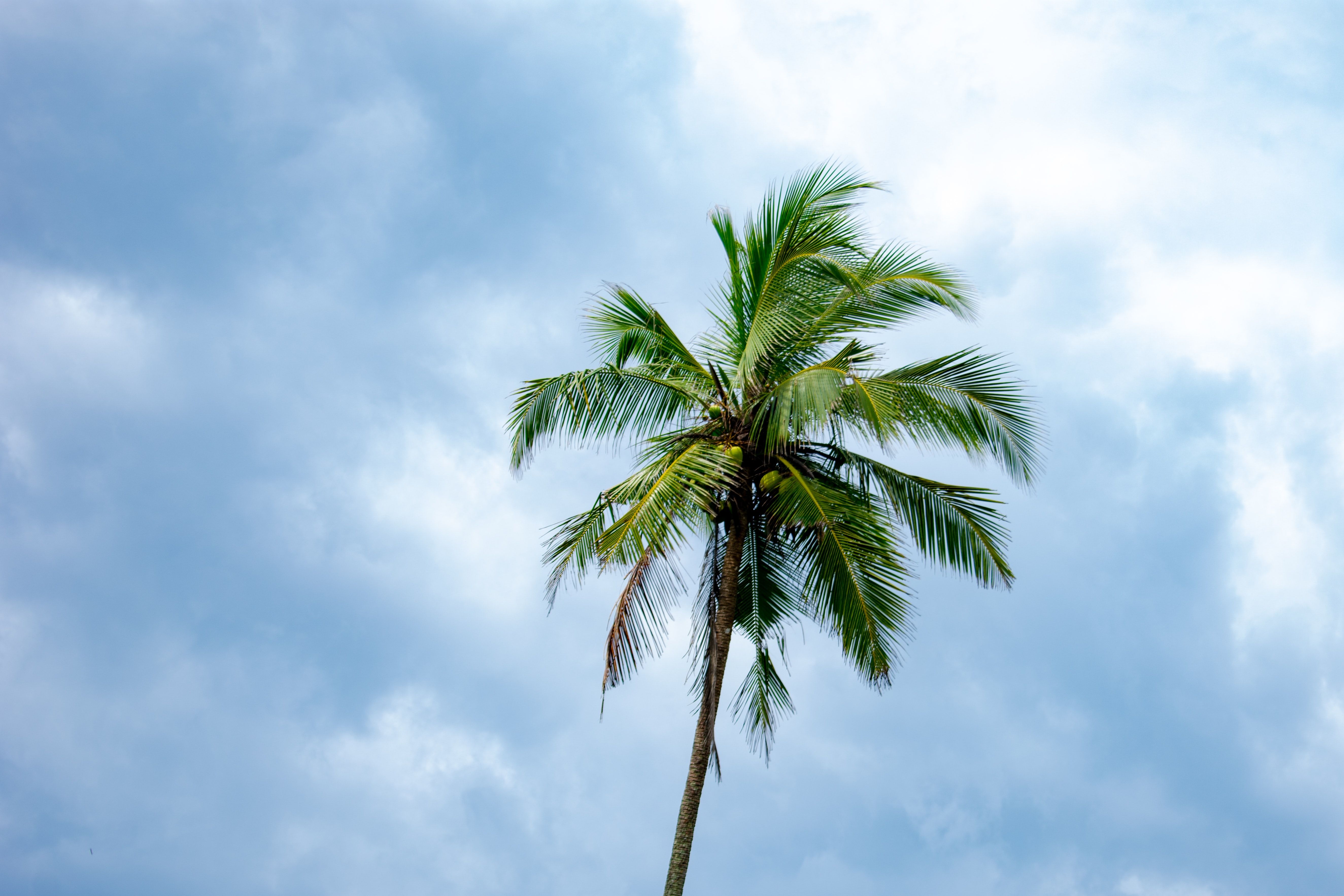 Green Leaf Palm Tree · Free Stock Photo
