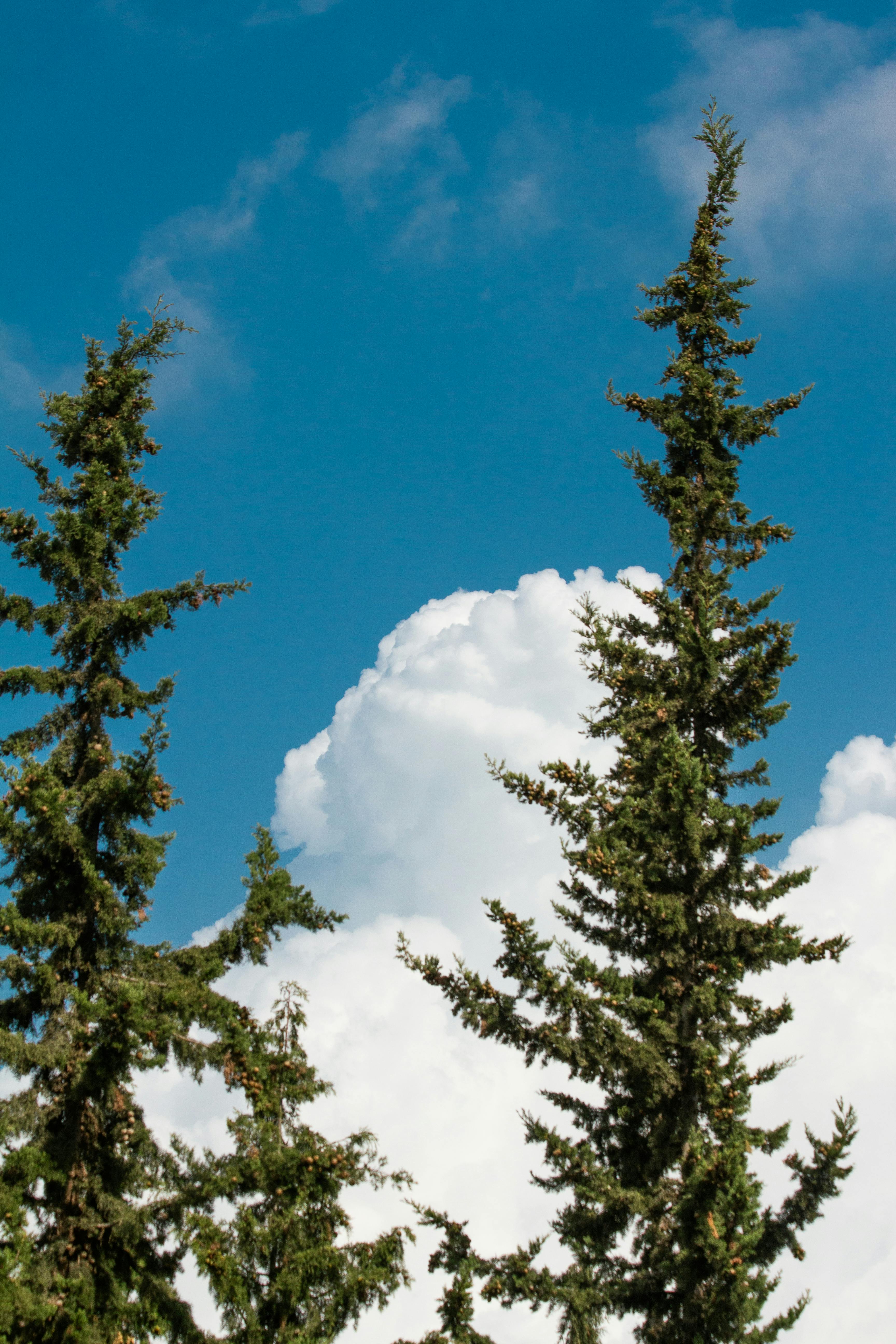 Evergreen Forest against White Clouds · Free Stock Photo