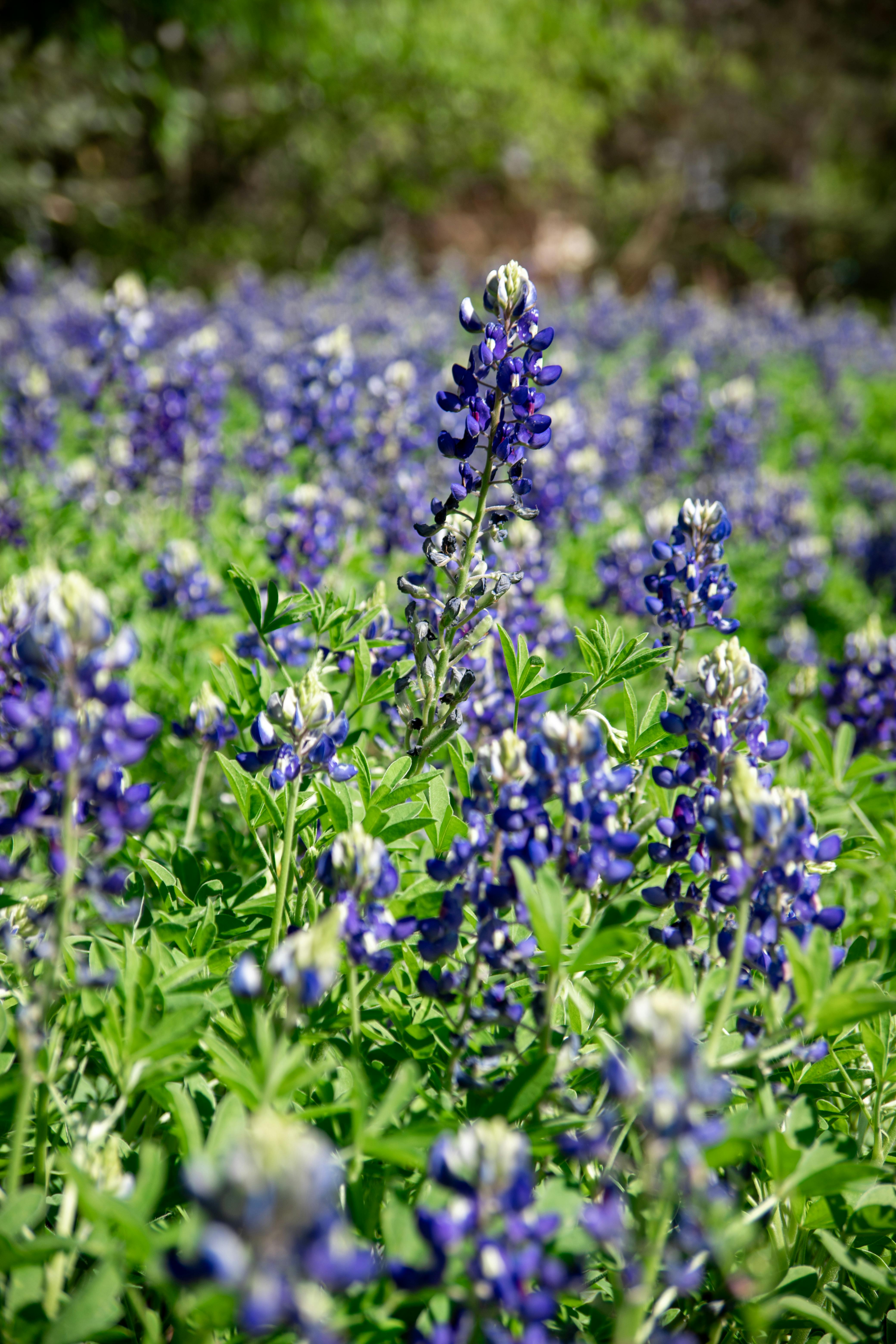 Blue Aliens Photos, Download The BEST Free Blue Aliens Stock Photos ...