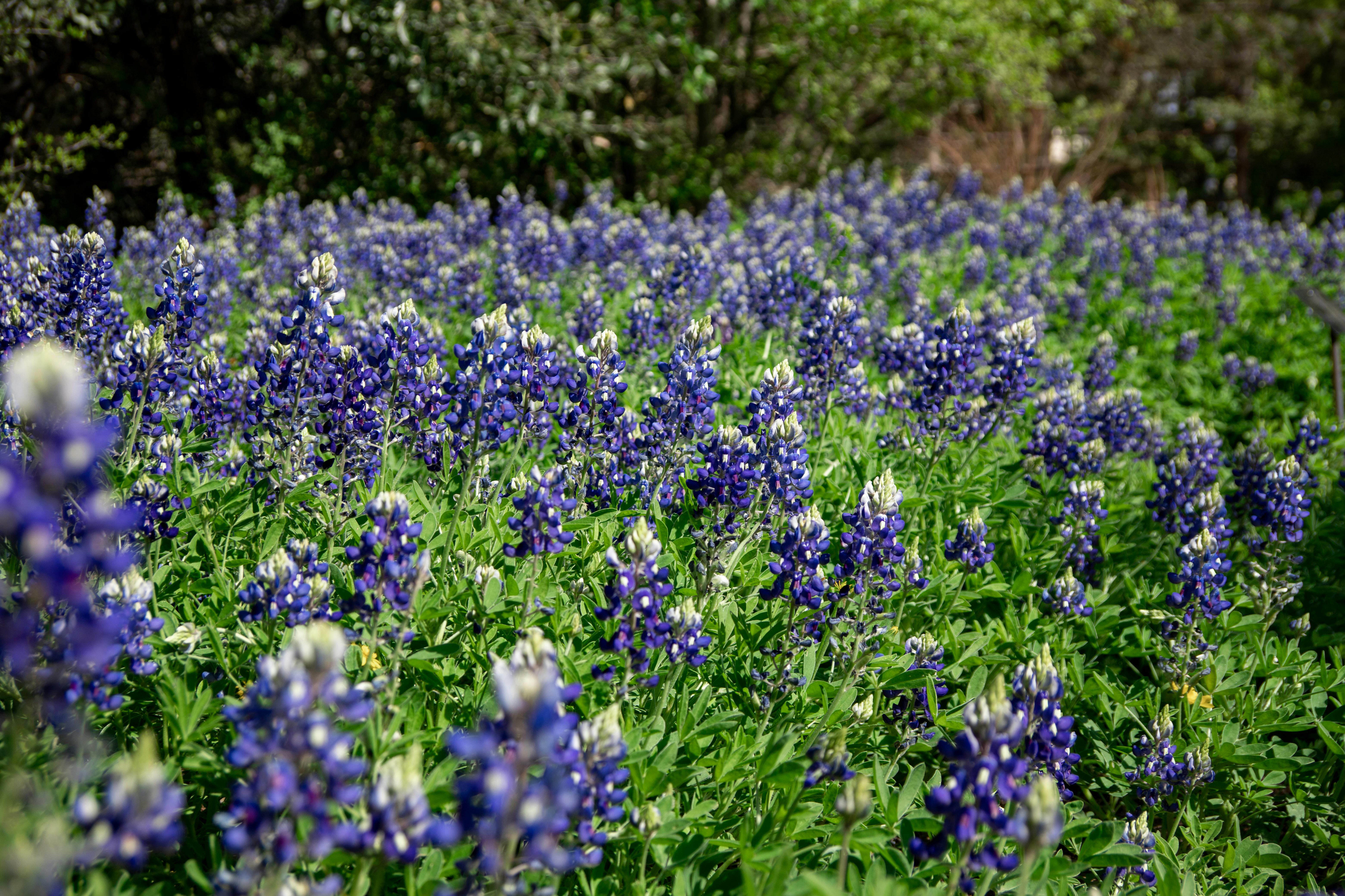 A Field of Bluebonnet Flowers · Free Stock Photo