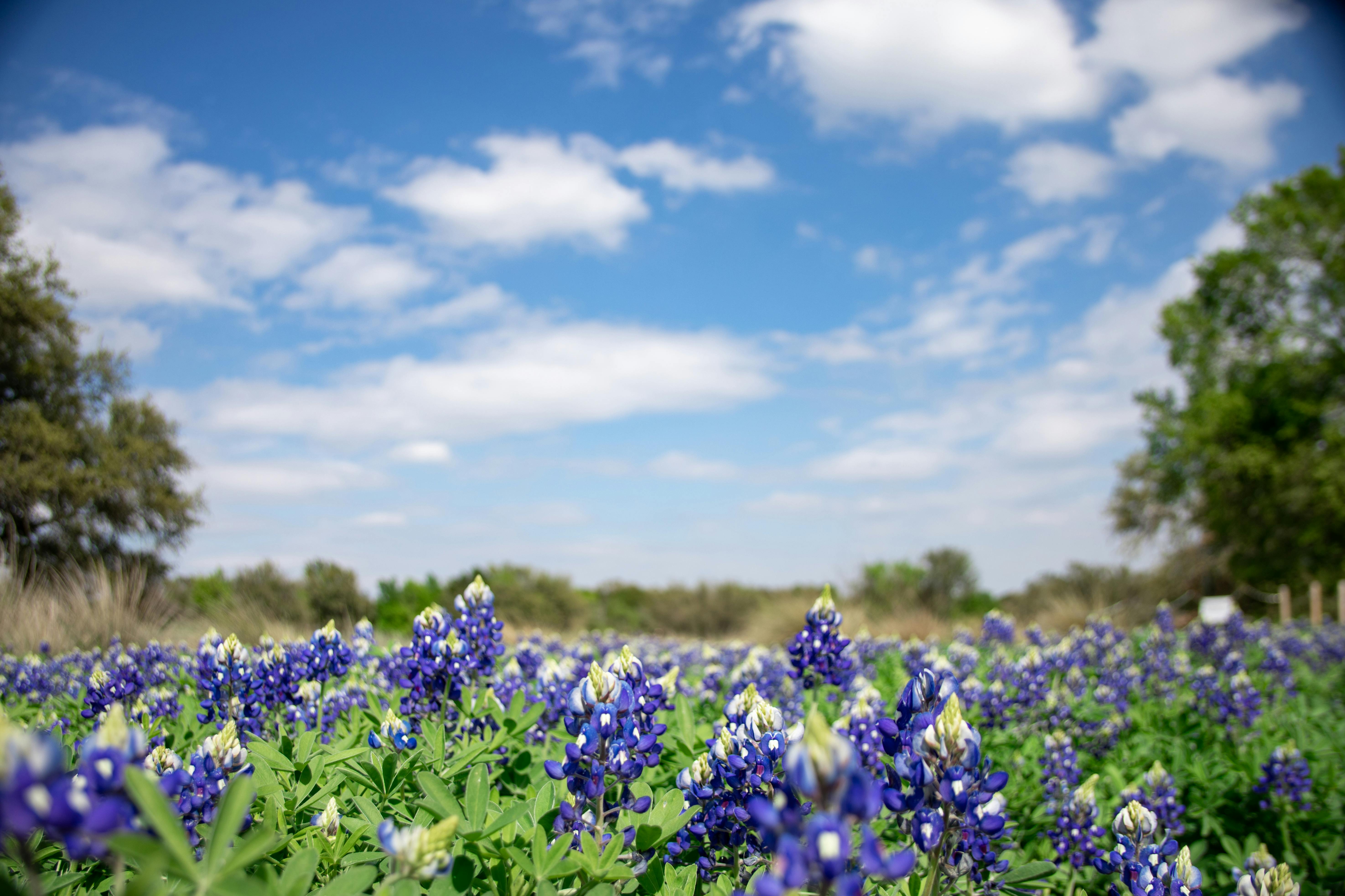 A Field of Bluebonnet Flowers · Free Stock Photo