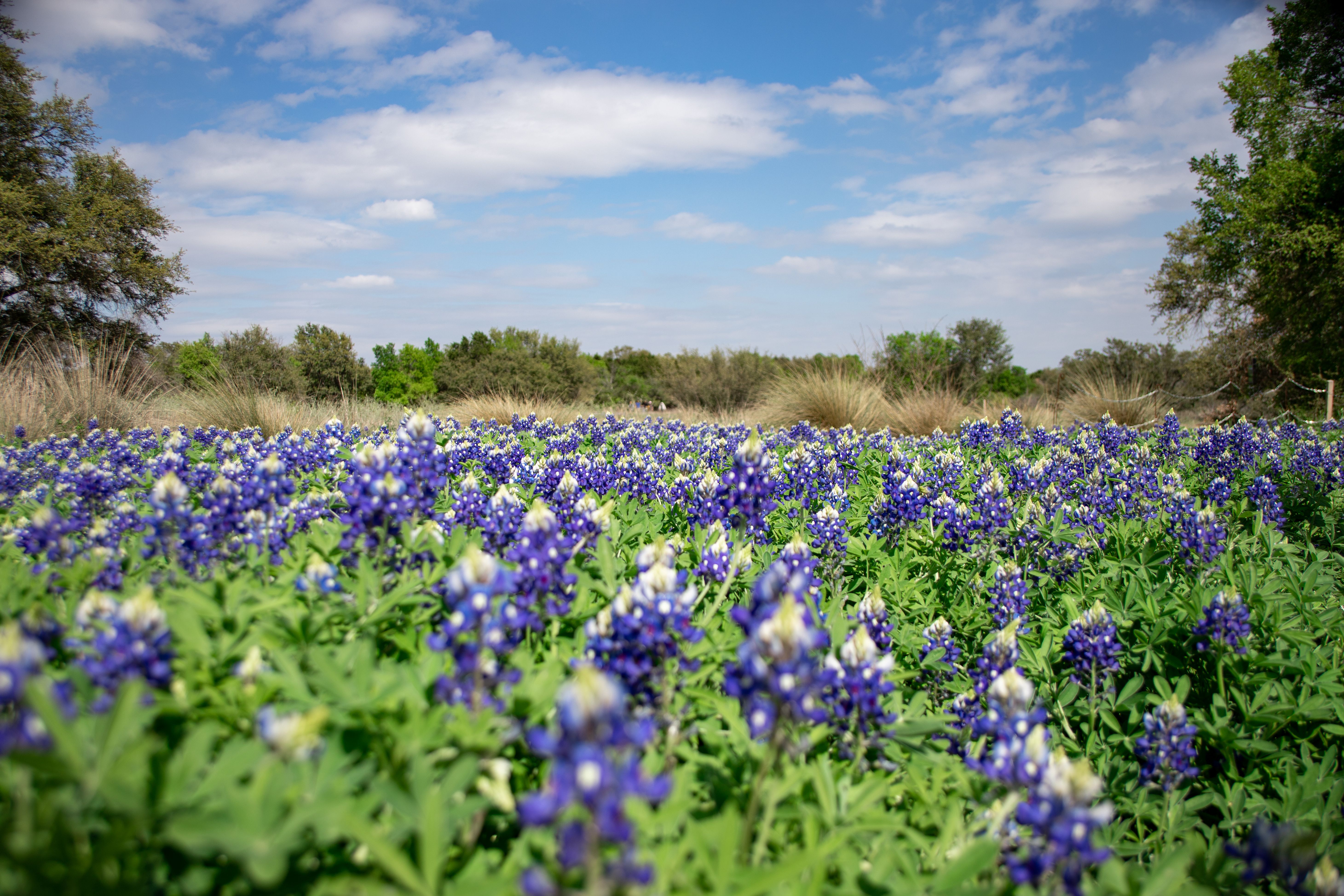 Bluebonnet Photos, Download The BEST Free Bluebonnet Stock Photos & HD ...