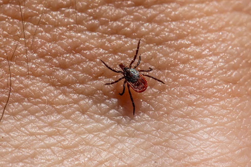 Tick Image Photos, Download The BEST Free Tick Image Stock Photos & HD ...