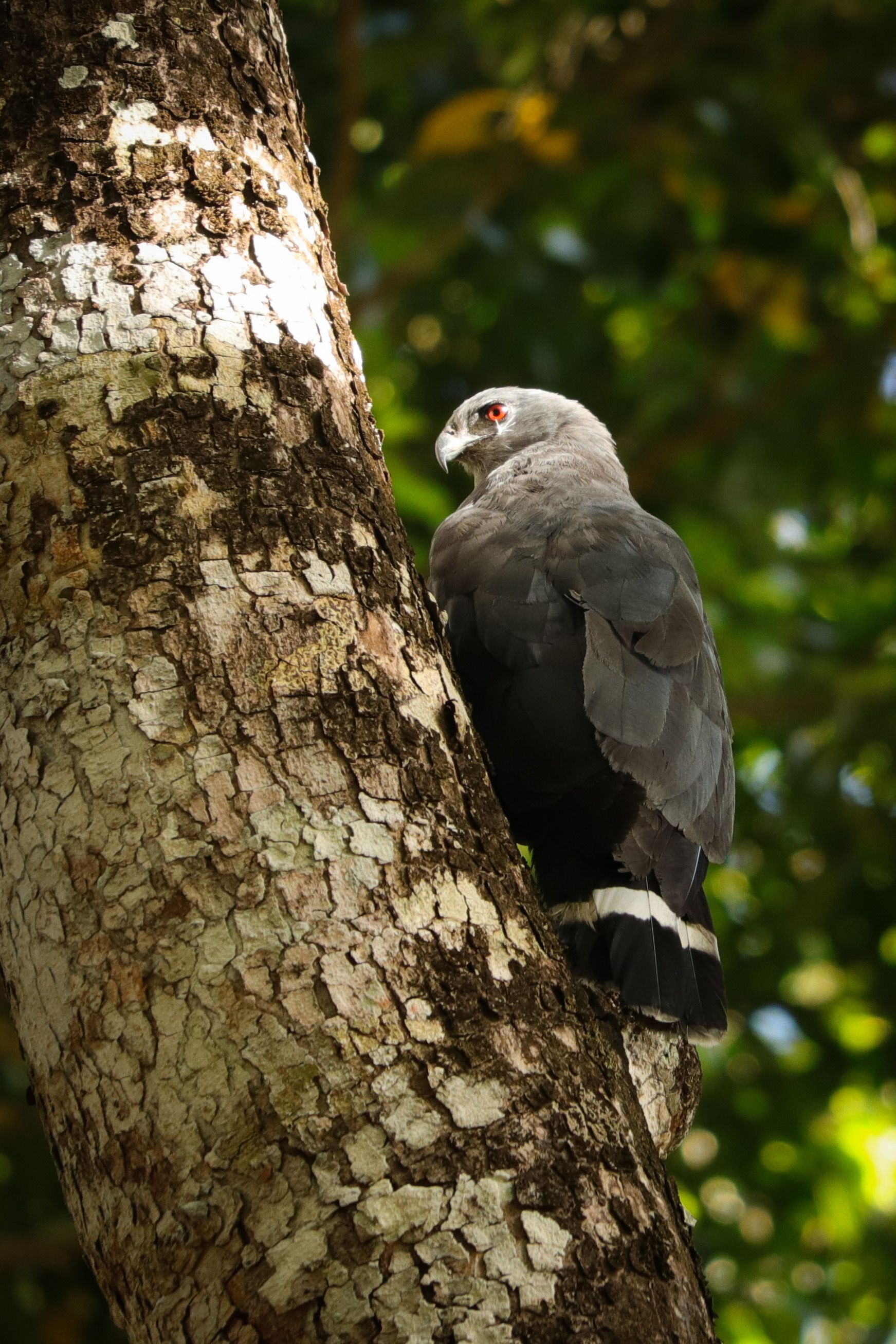 Eagle on Tree · Free Stock Photo