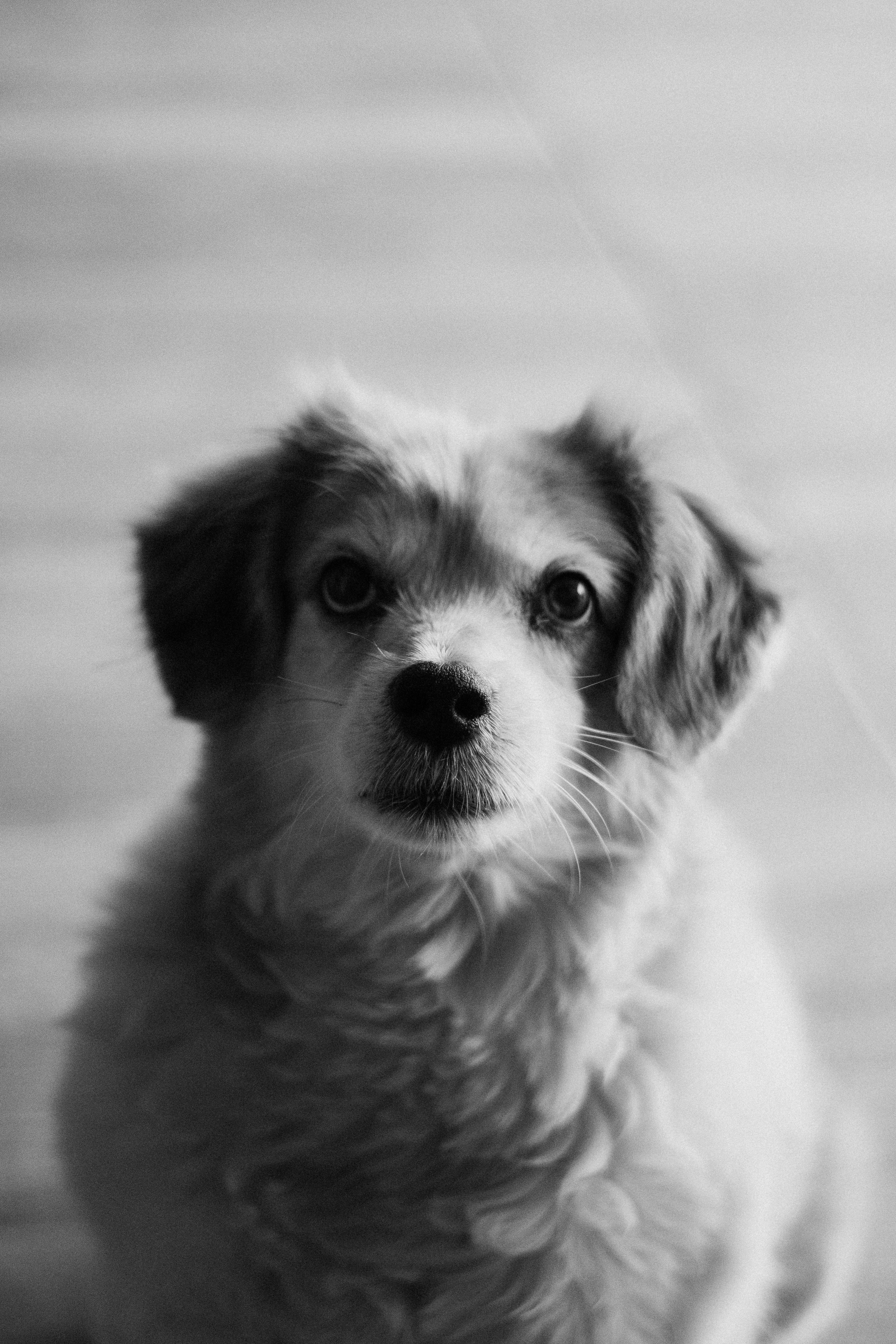 300.000+ melhores imagens de Animal Solid Background · Download 100% ...