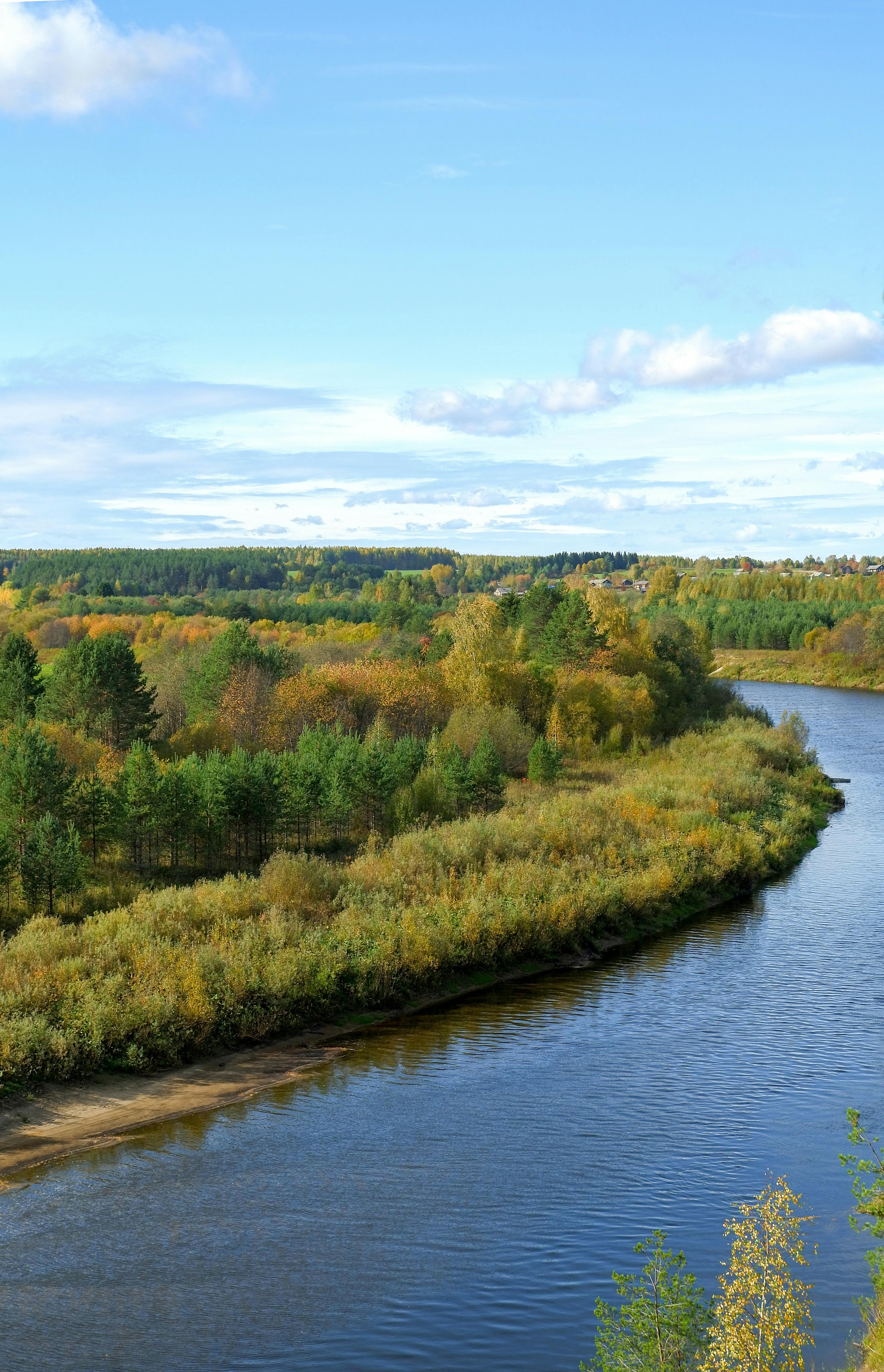 Big Conifer Tree in Middle of Meadow in Forest · Free Stock Photo