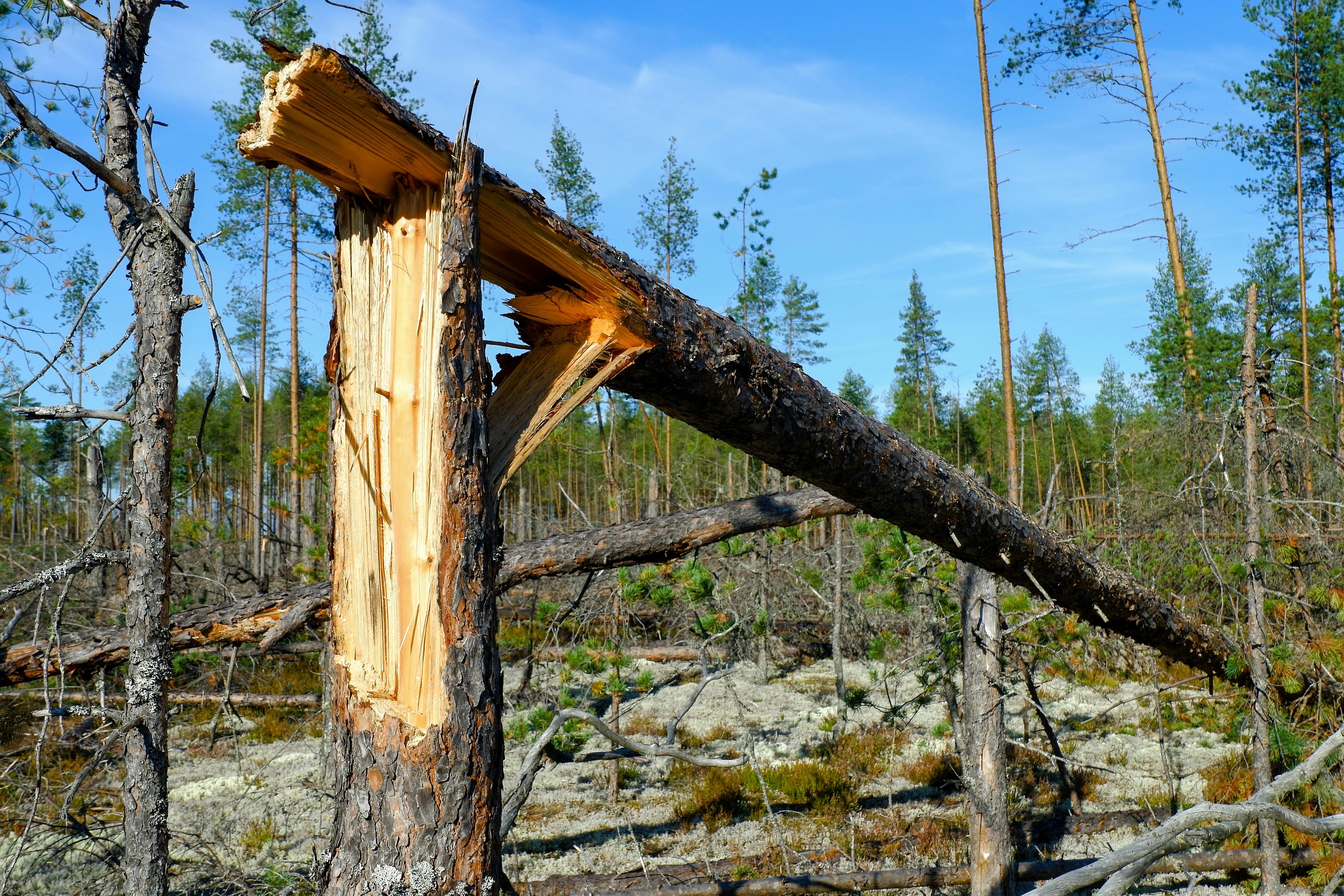 Fallen Tree in the Forest · Free Stock Photo