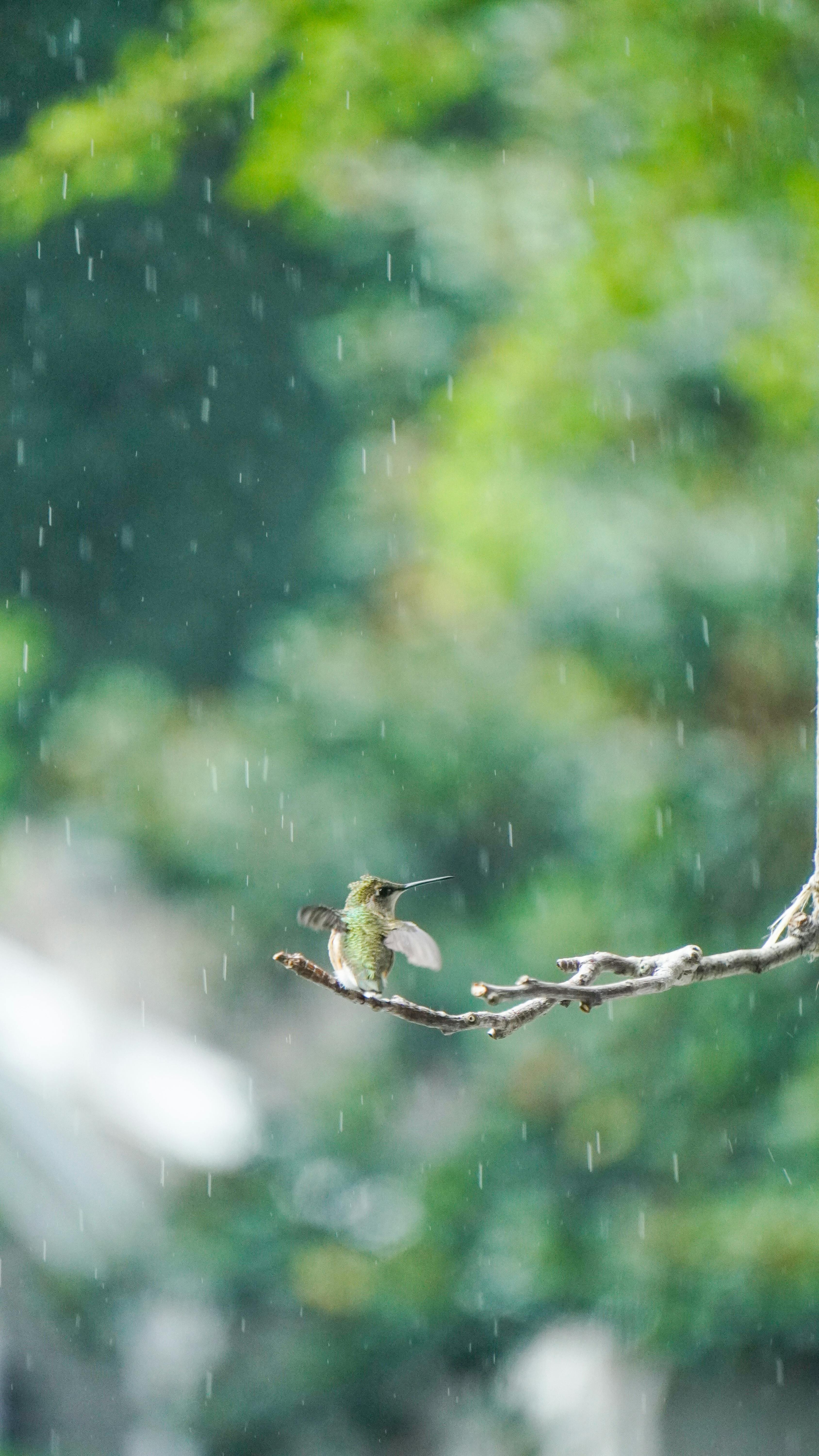Bird In Rain Photos, Download The BEST Free Bird In Rain Stock Photos ...