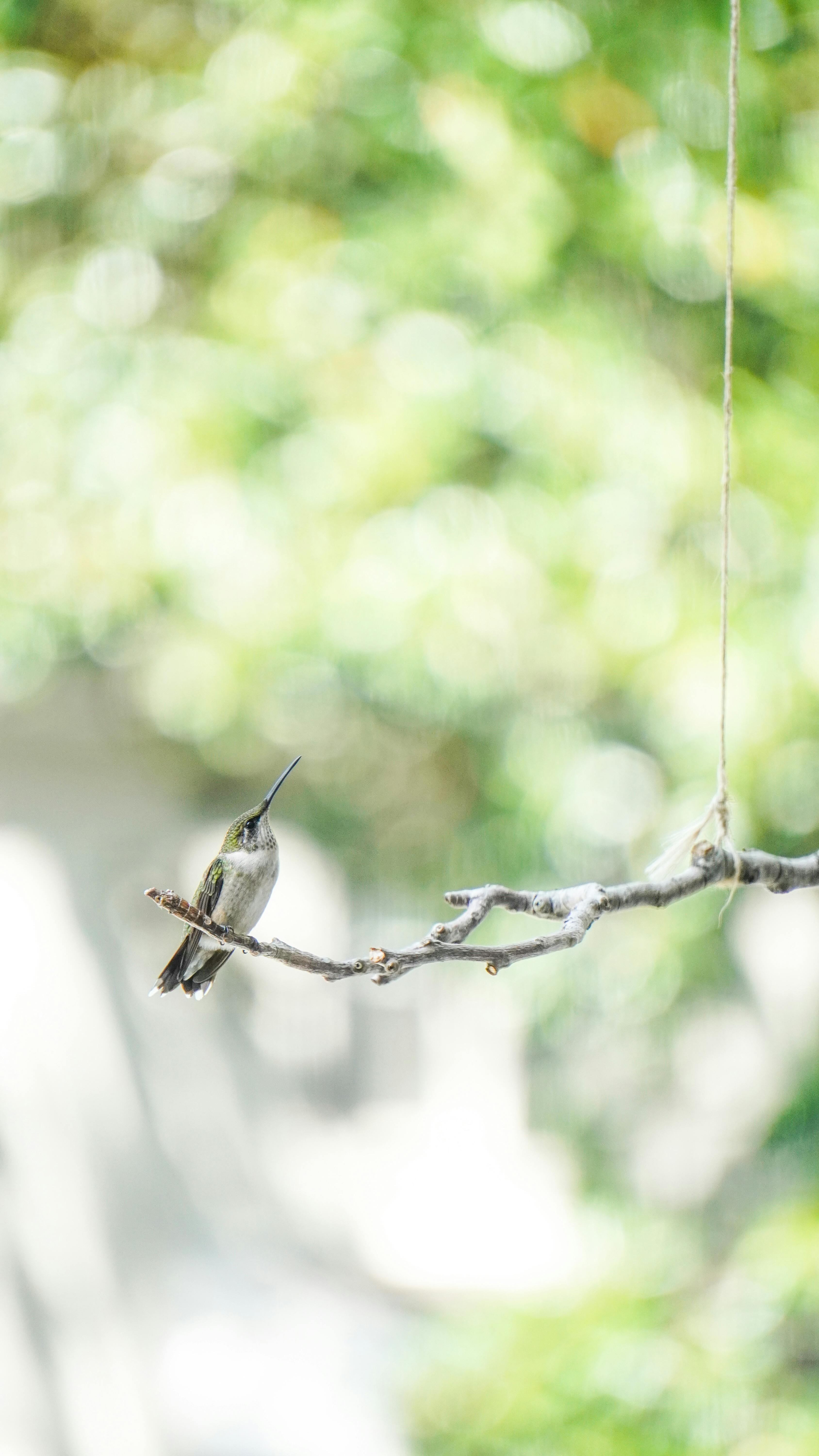 Hummingbird on Branch with String · Free Stock Photo
