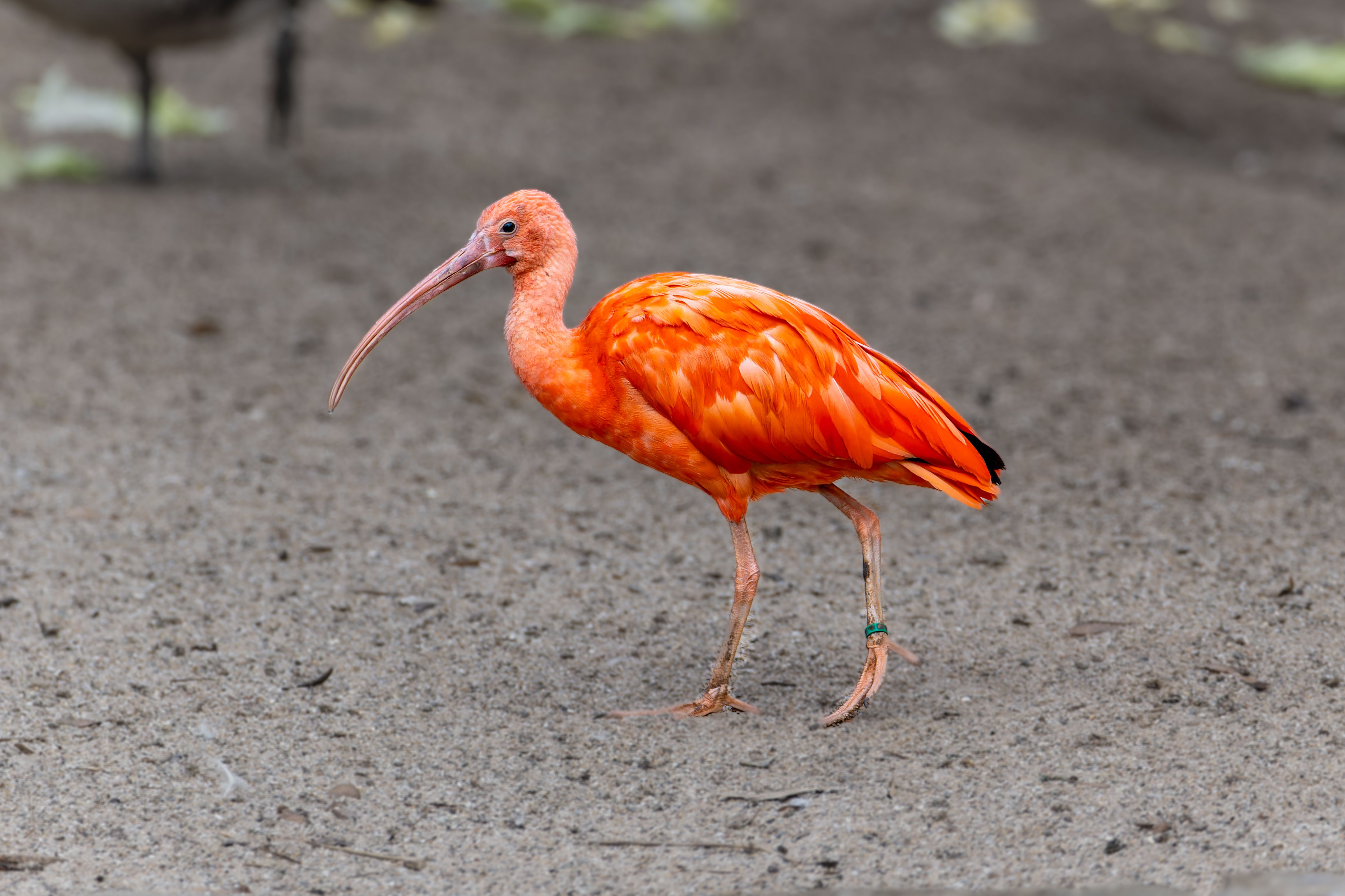 Scarlet Ibis on a Gray Ground · Free Stock Photo