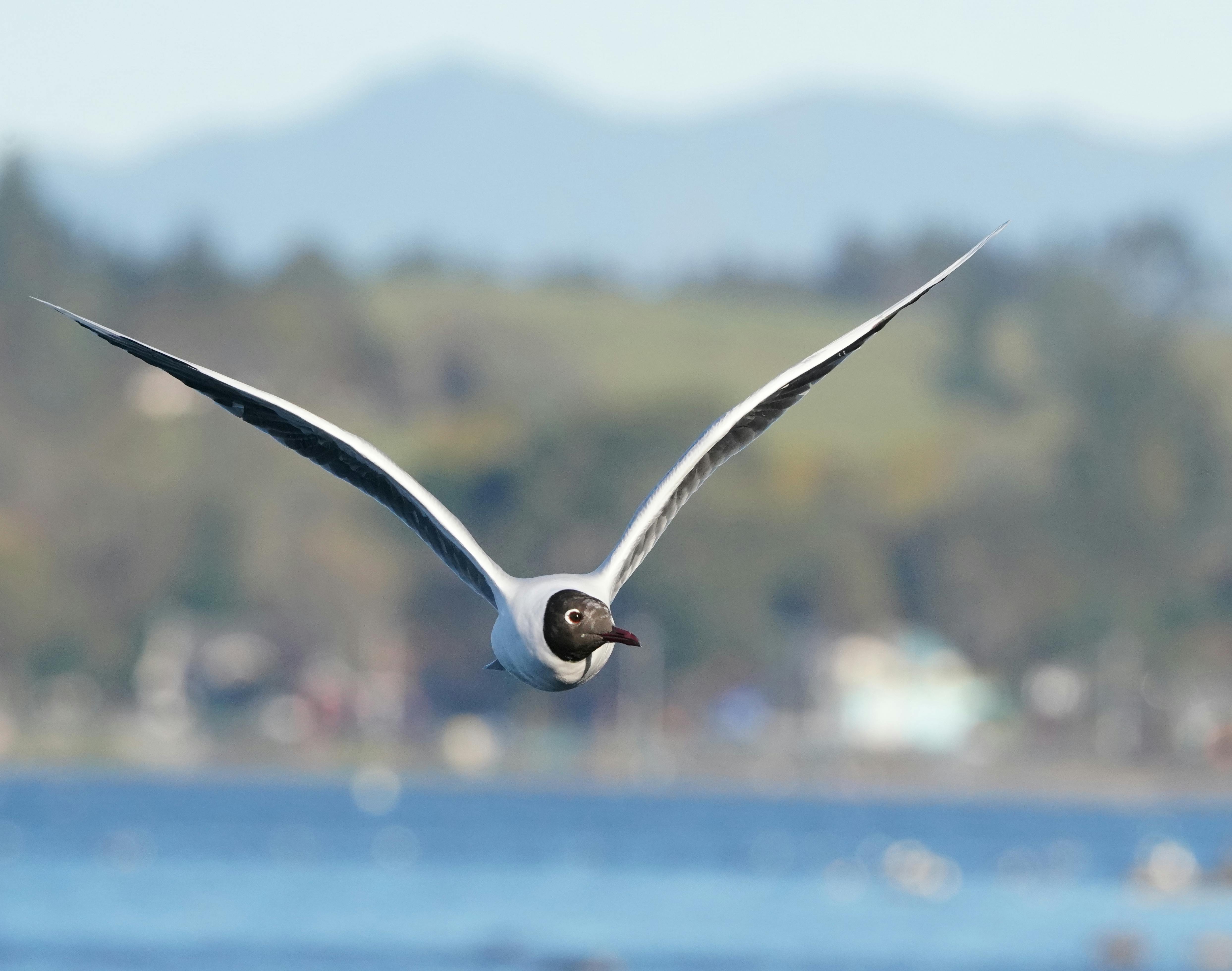 Bird Flying Cage Photos, Download The BEST Free Bird Flying Cage Stock ...