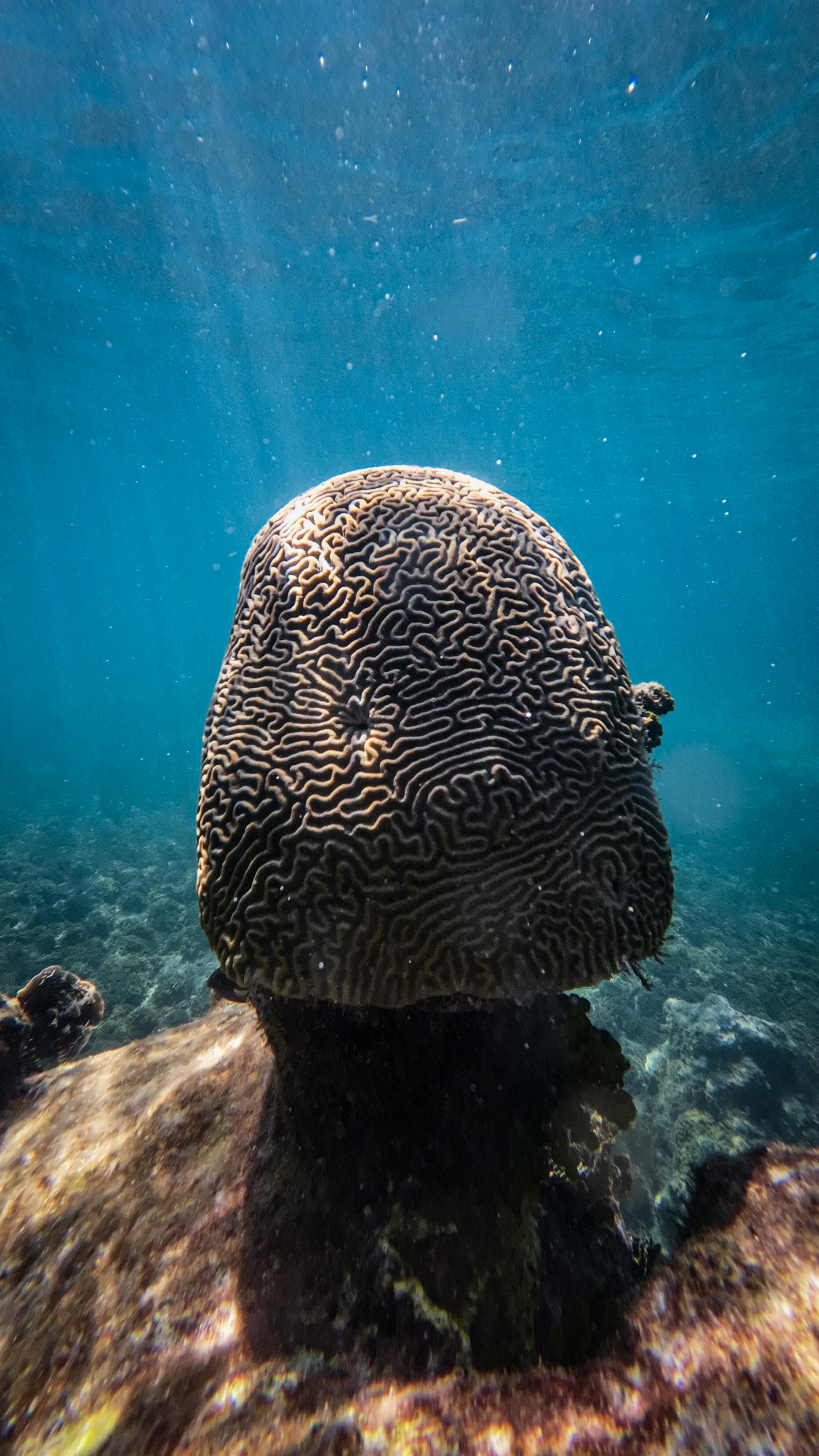 Brain Coral in Ocean · Free Stock Photo