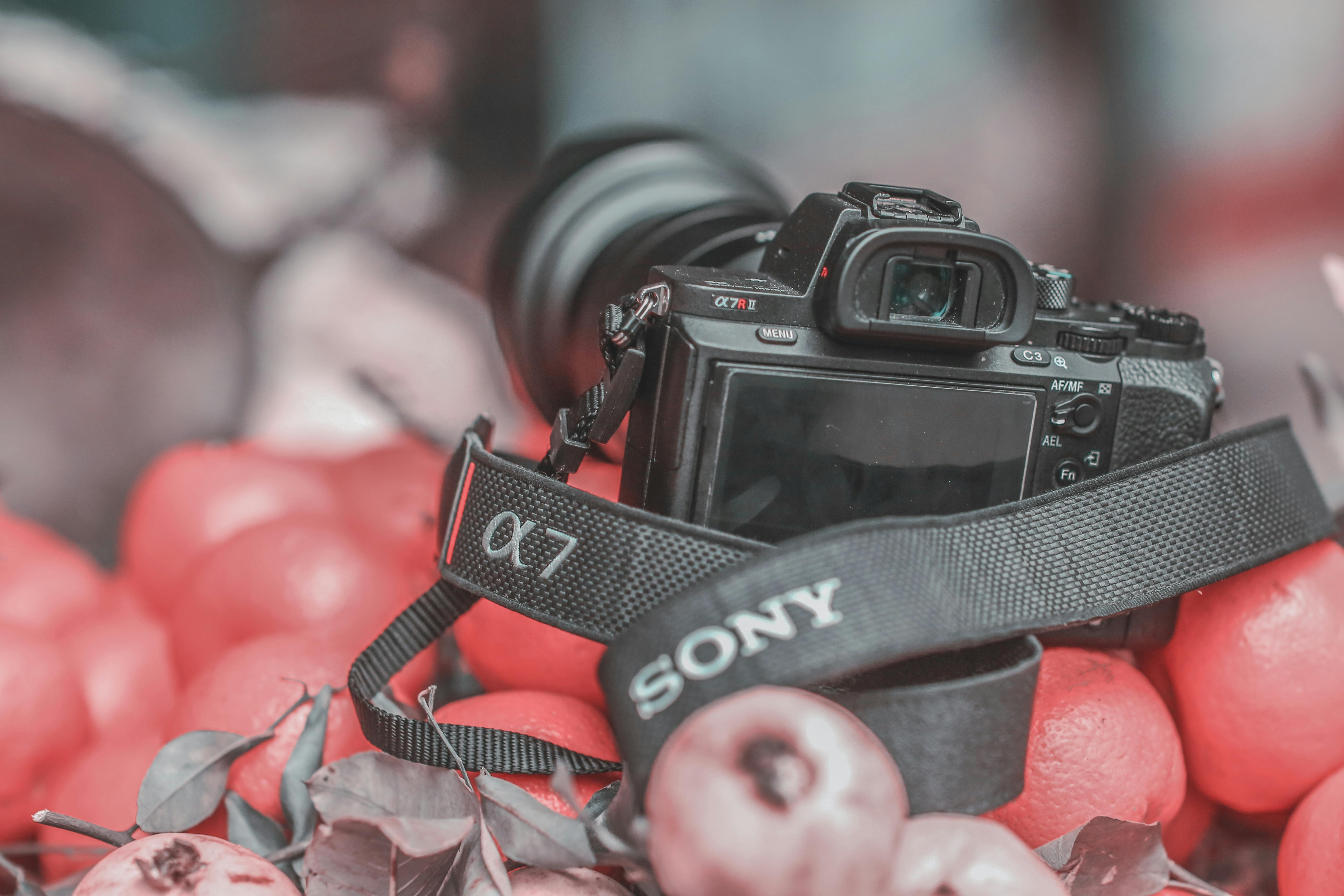 Free stock photo of camera, camera lens, fruits