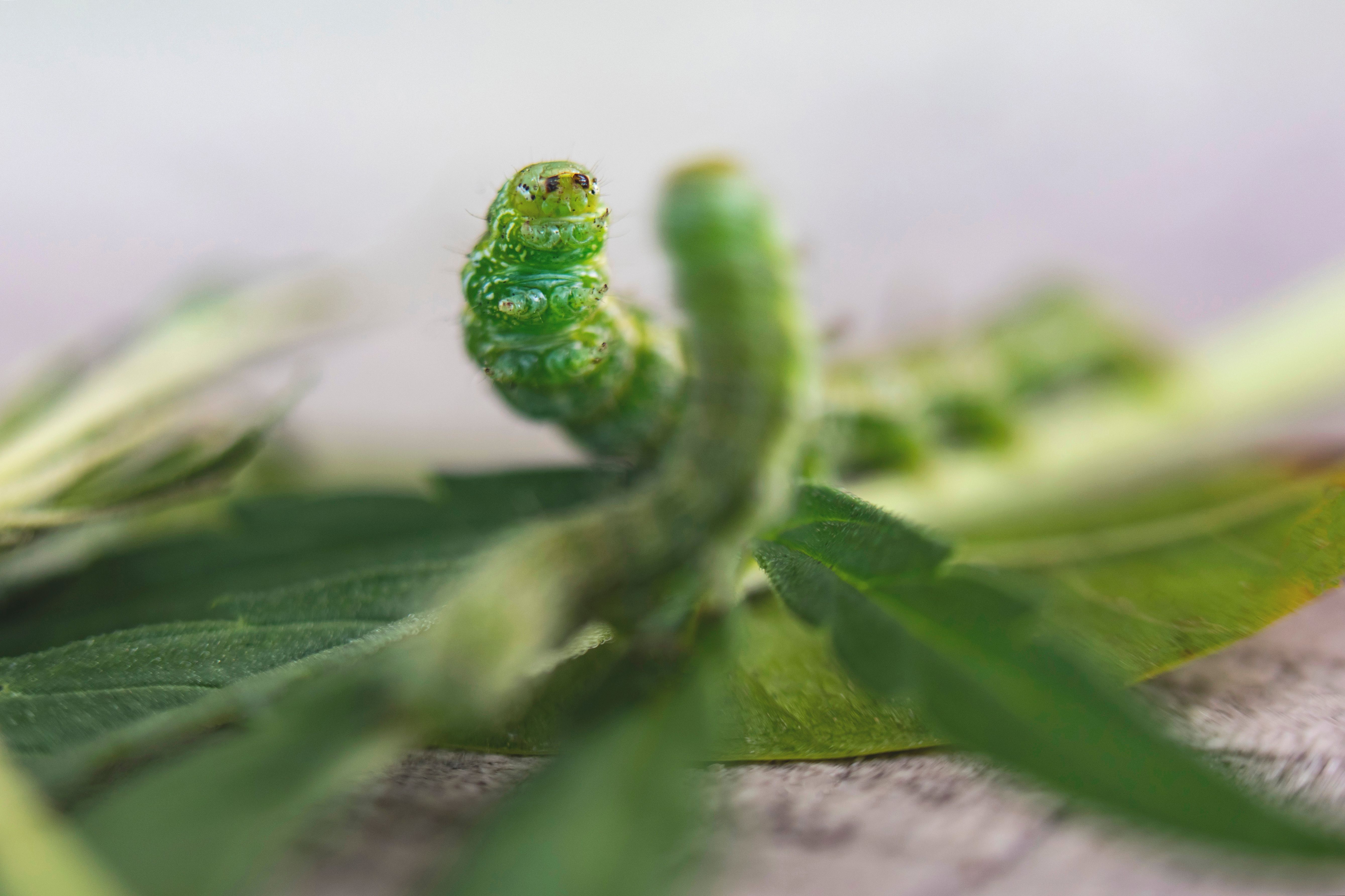 Epic Animals Photos, Download The BEST Free Epic Animals Stock Photos ...