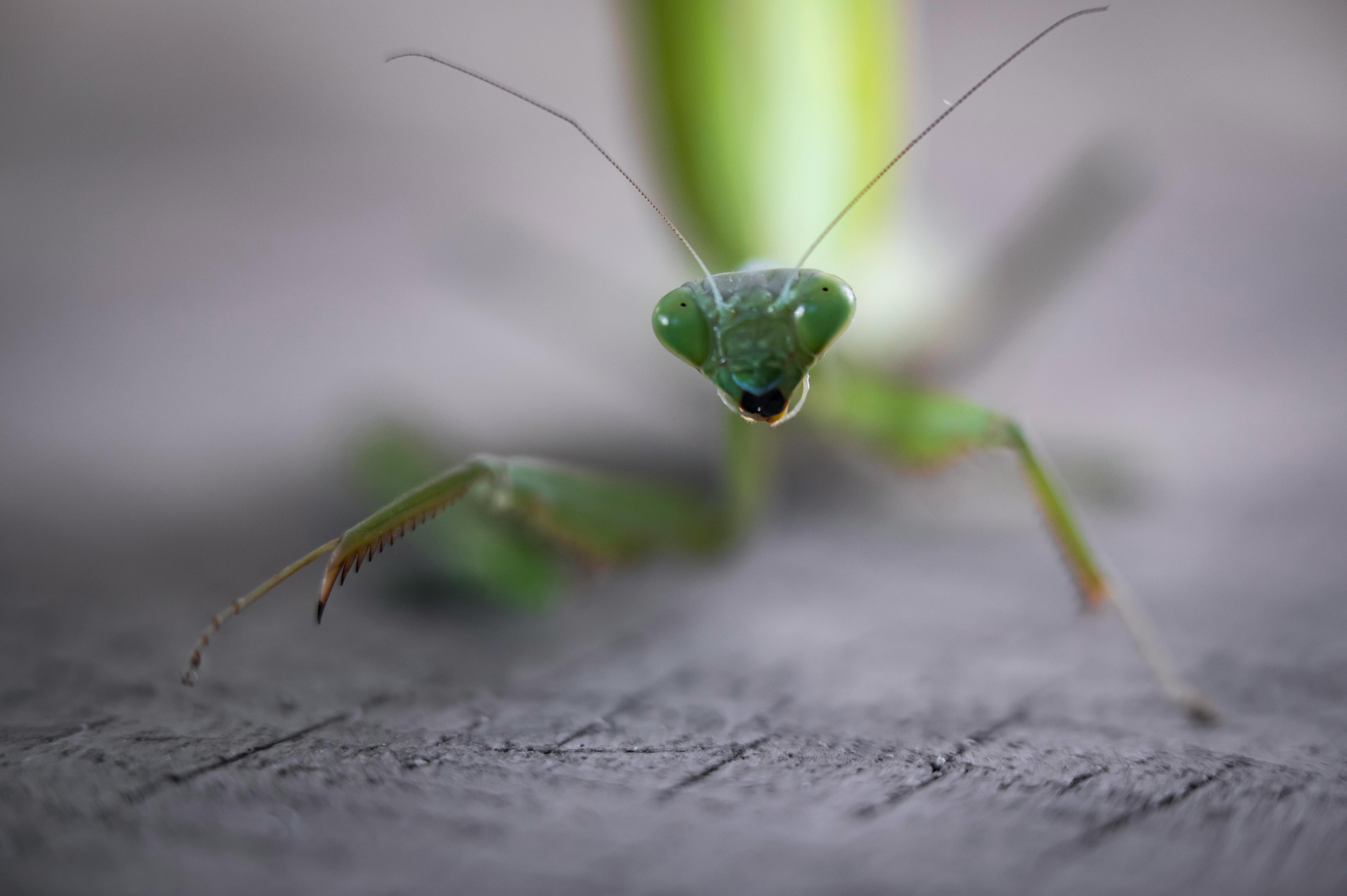 Green Praying Mantis · Free Stock Photo