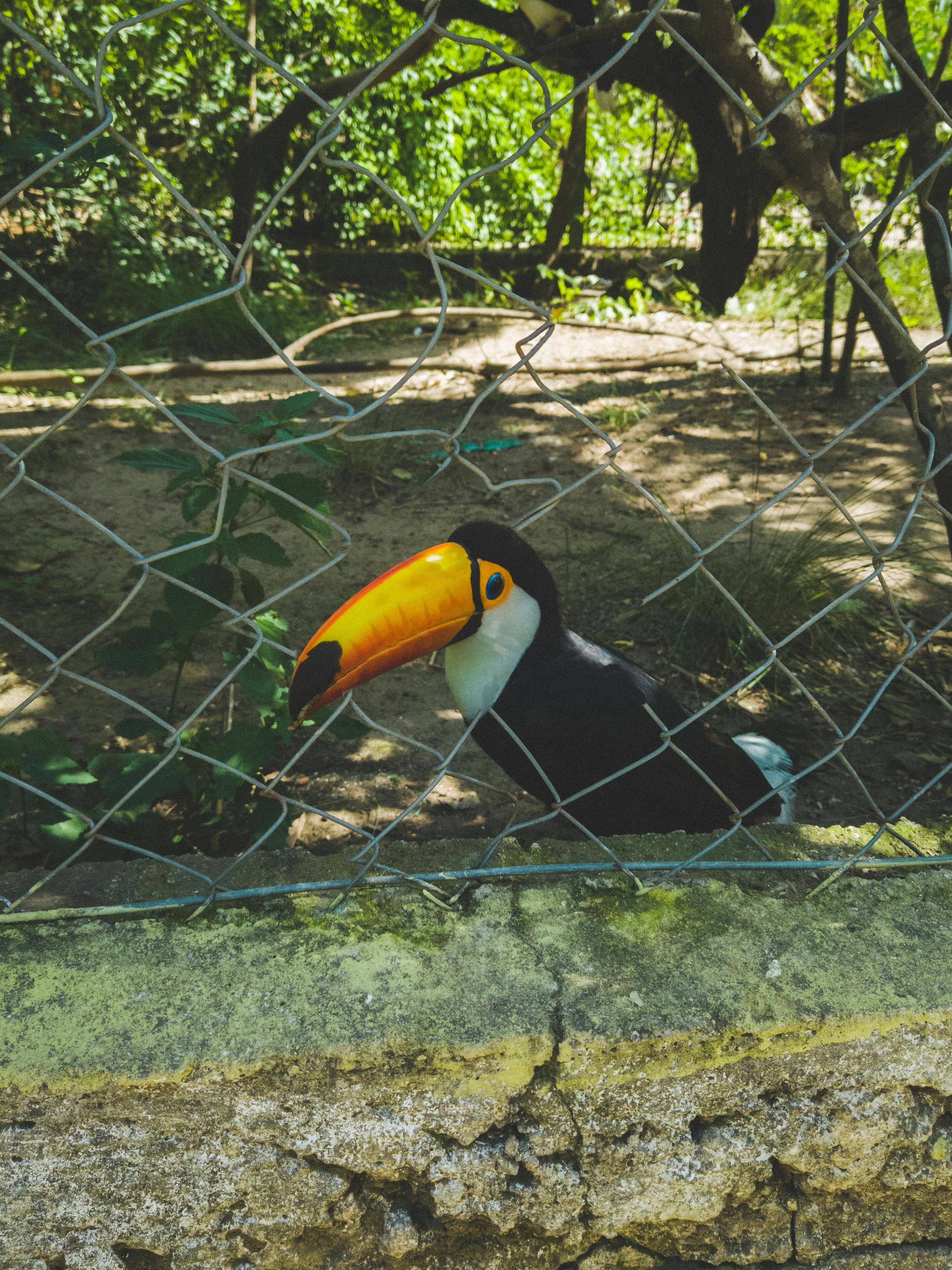Toco Toucan in Zoo · Free Stock Photo