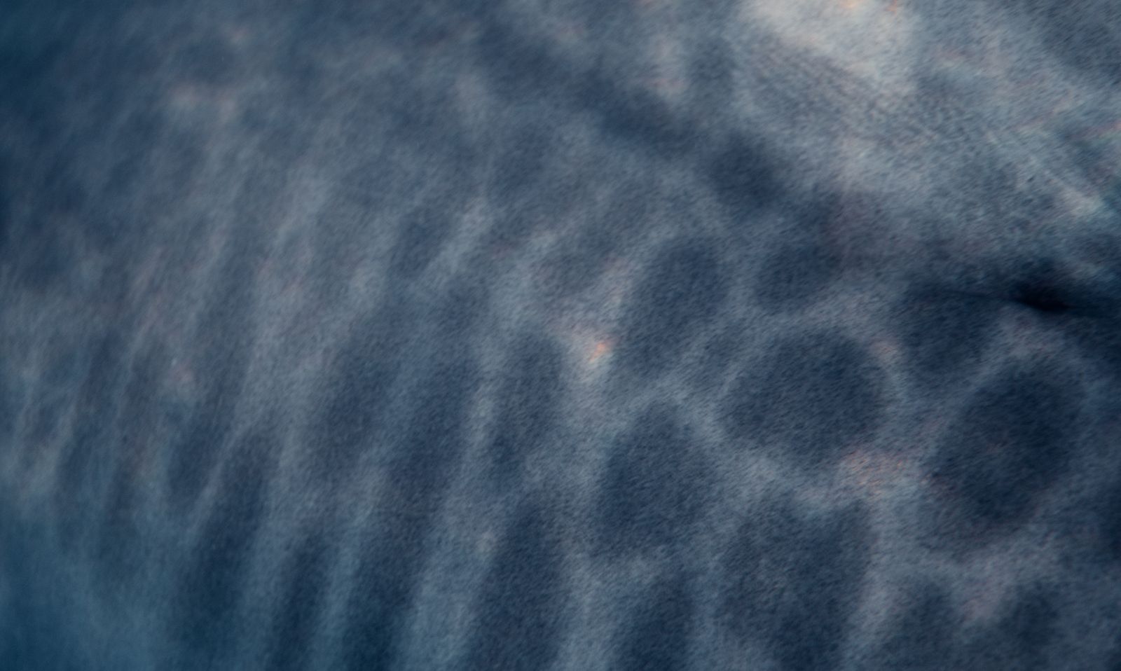 Shark Skin Photos, Download The BEST Free Shark Skin Stock Photos & HD ...