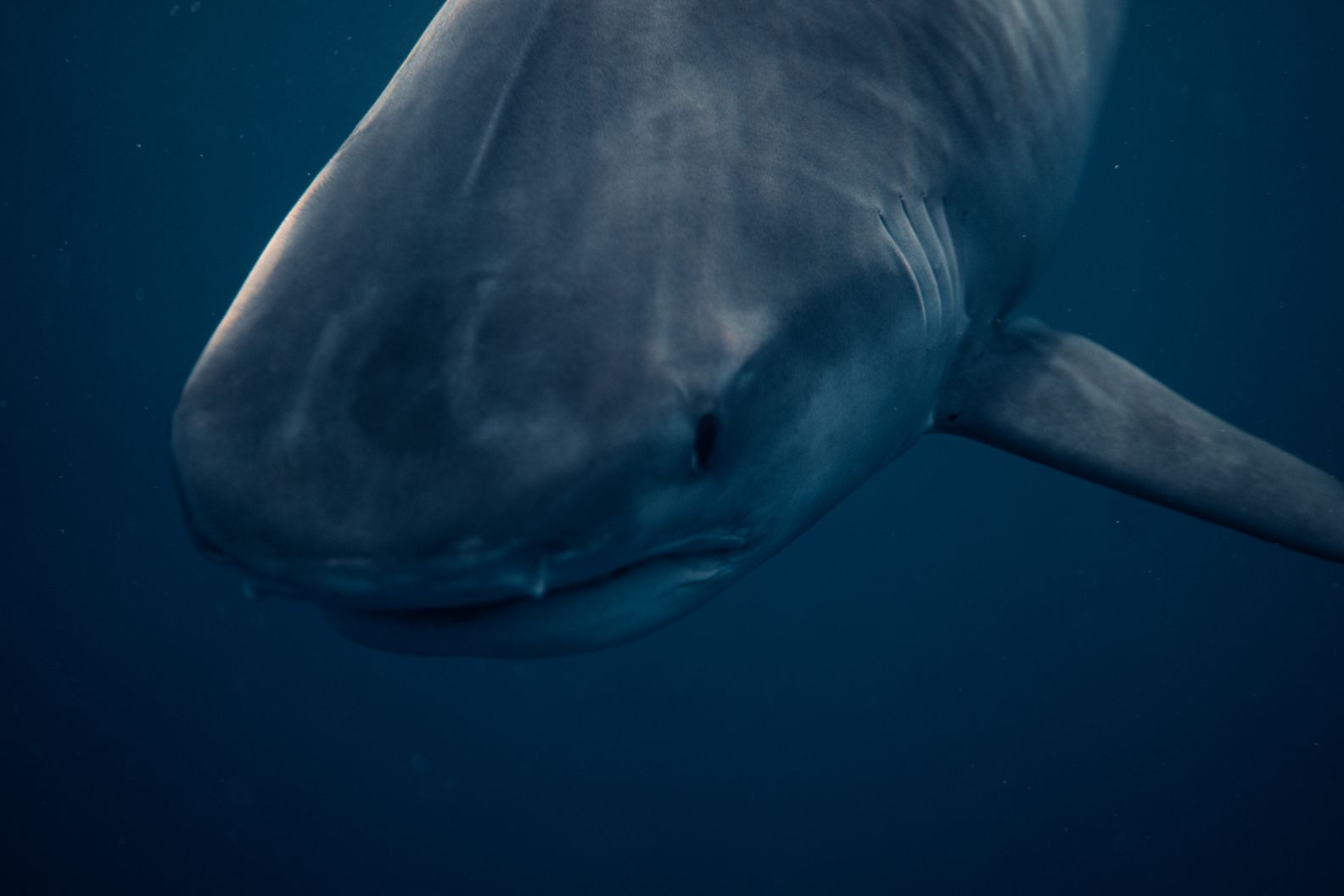 Shortfin Mako Shark Attacks: Facts, Stats, Safety Tips