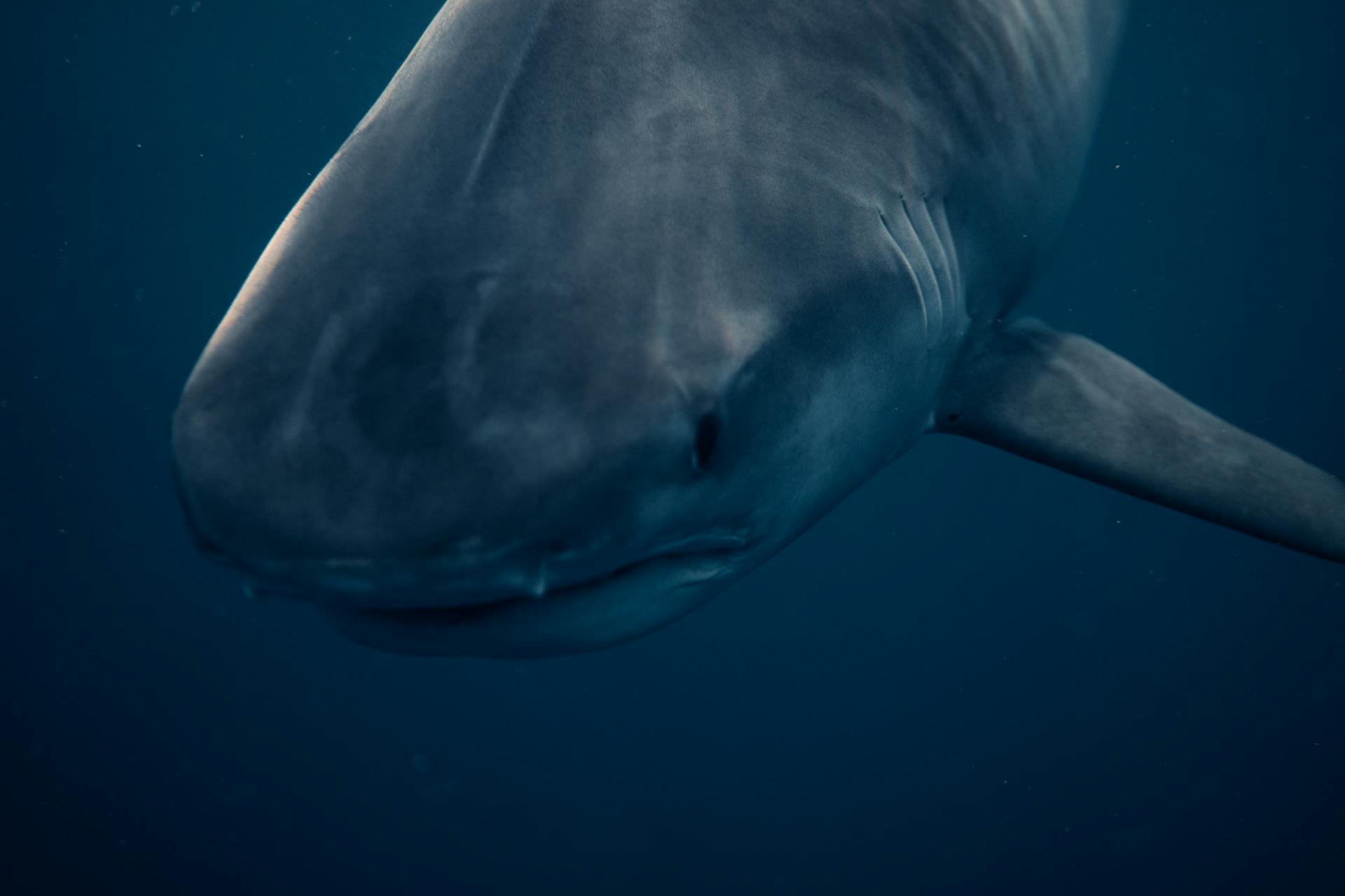 Shortfin Mako Shark Attacks: Facts, Stats, Safety Tips