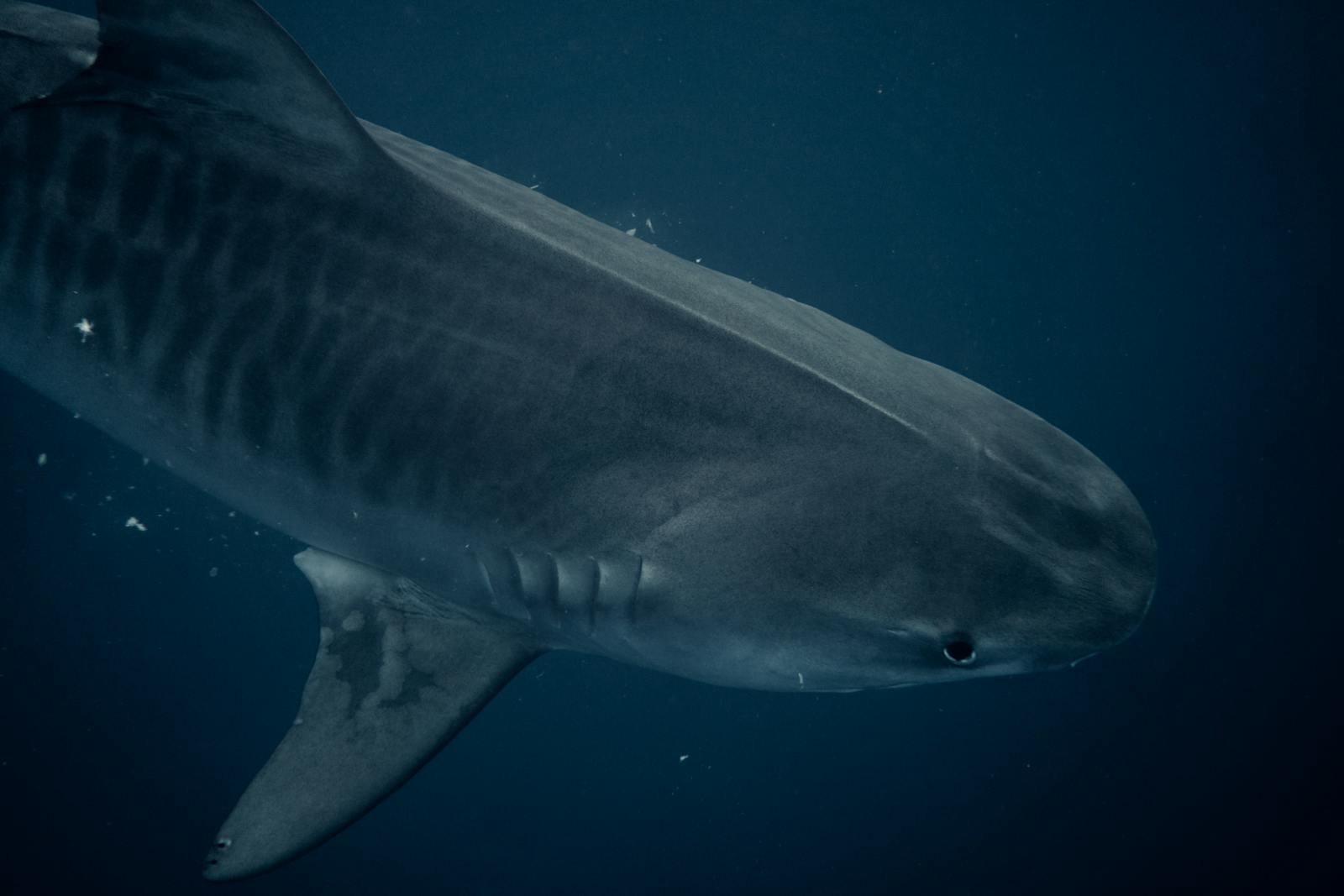 Tiger Shark Photos, Download The BEST Free Tiger Shark Stock Photos ...