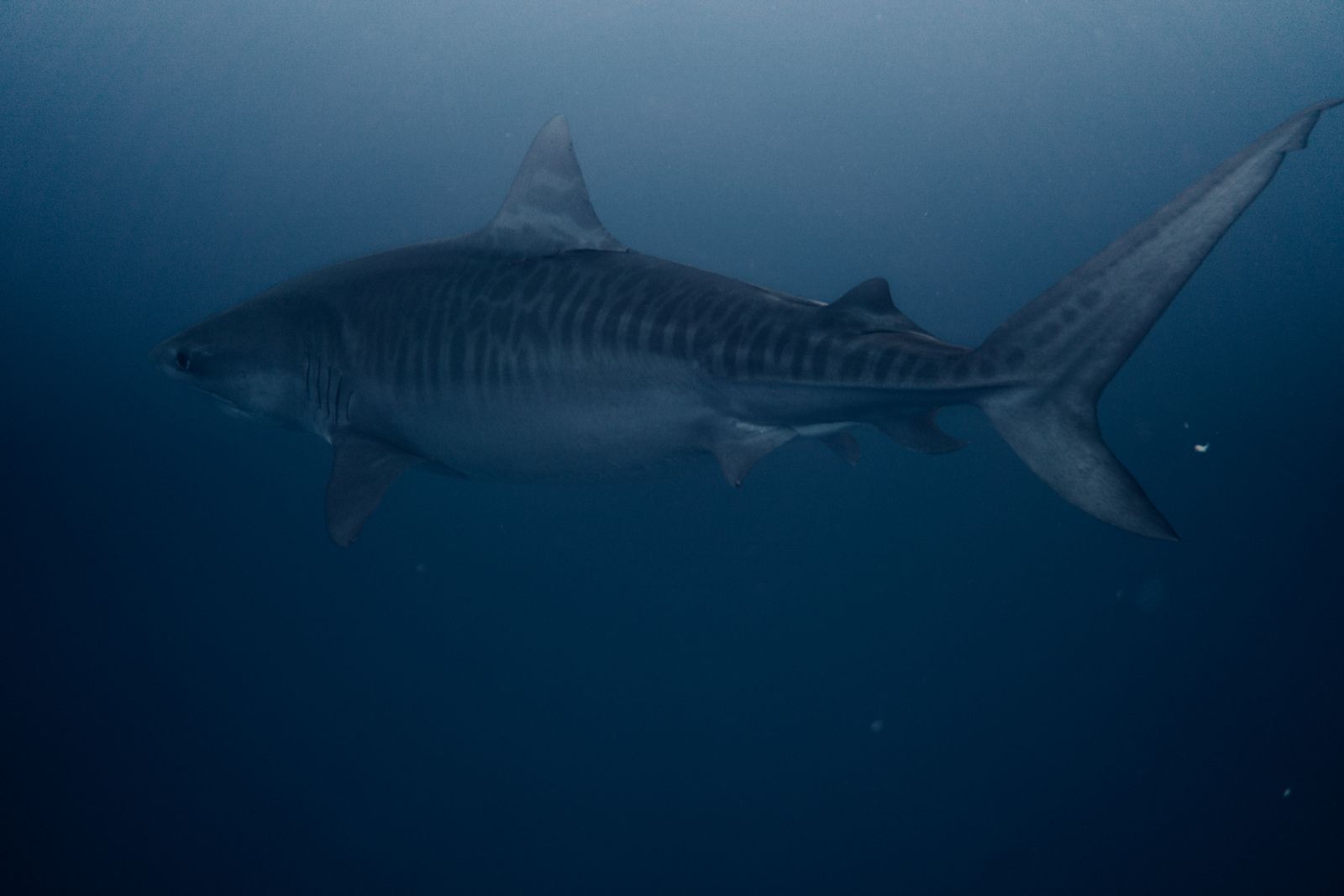 Tiger Shark Photos, Download The BEST Free Tiger Shark Stock Photos ...