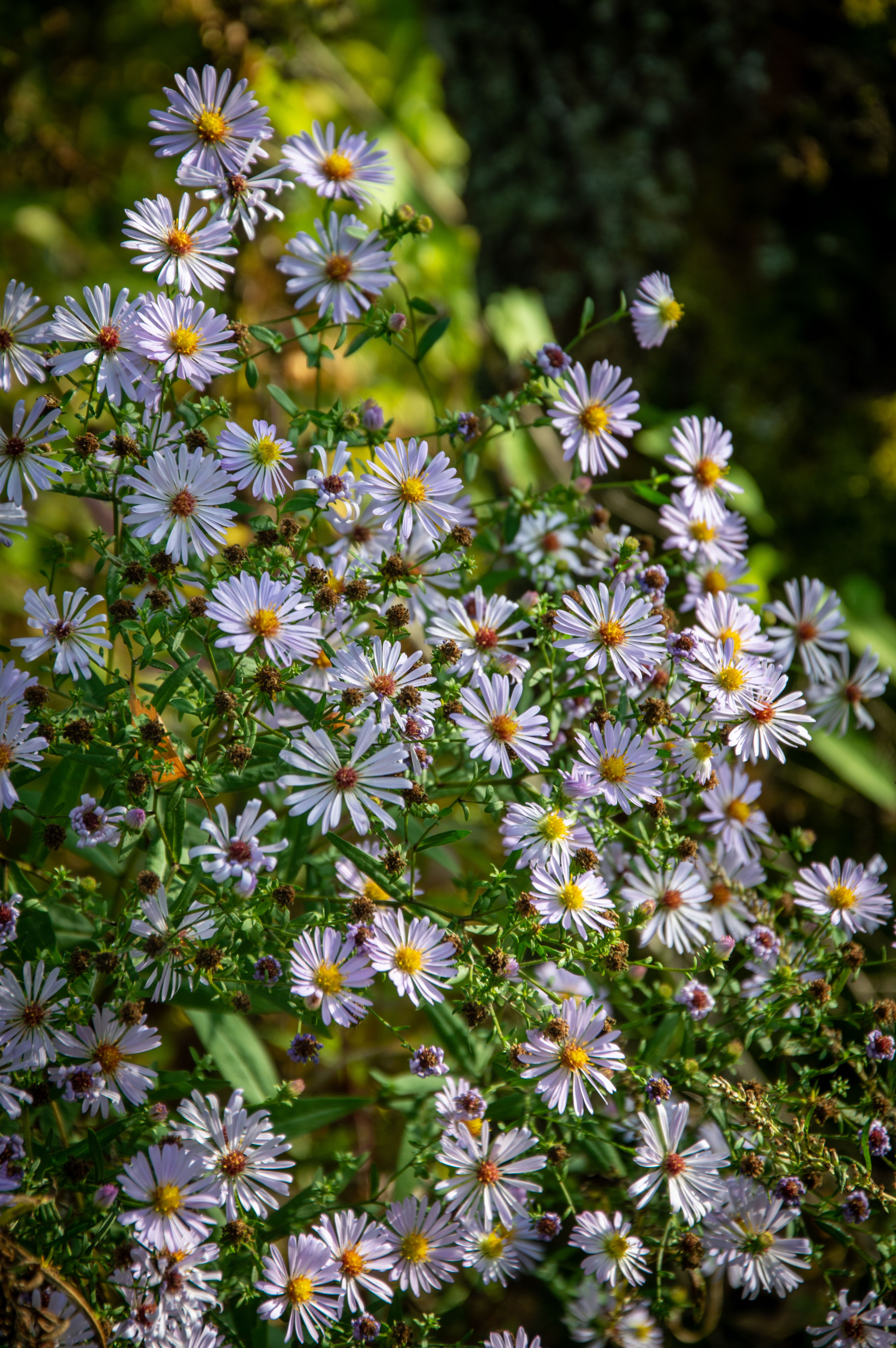 Beautiful Asters in Garden · Free Stock Photo