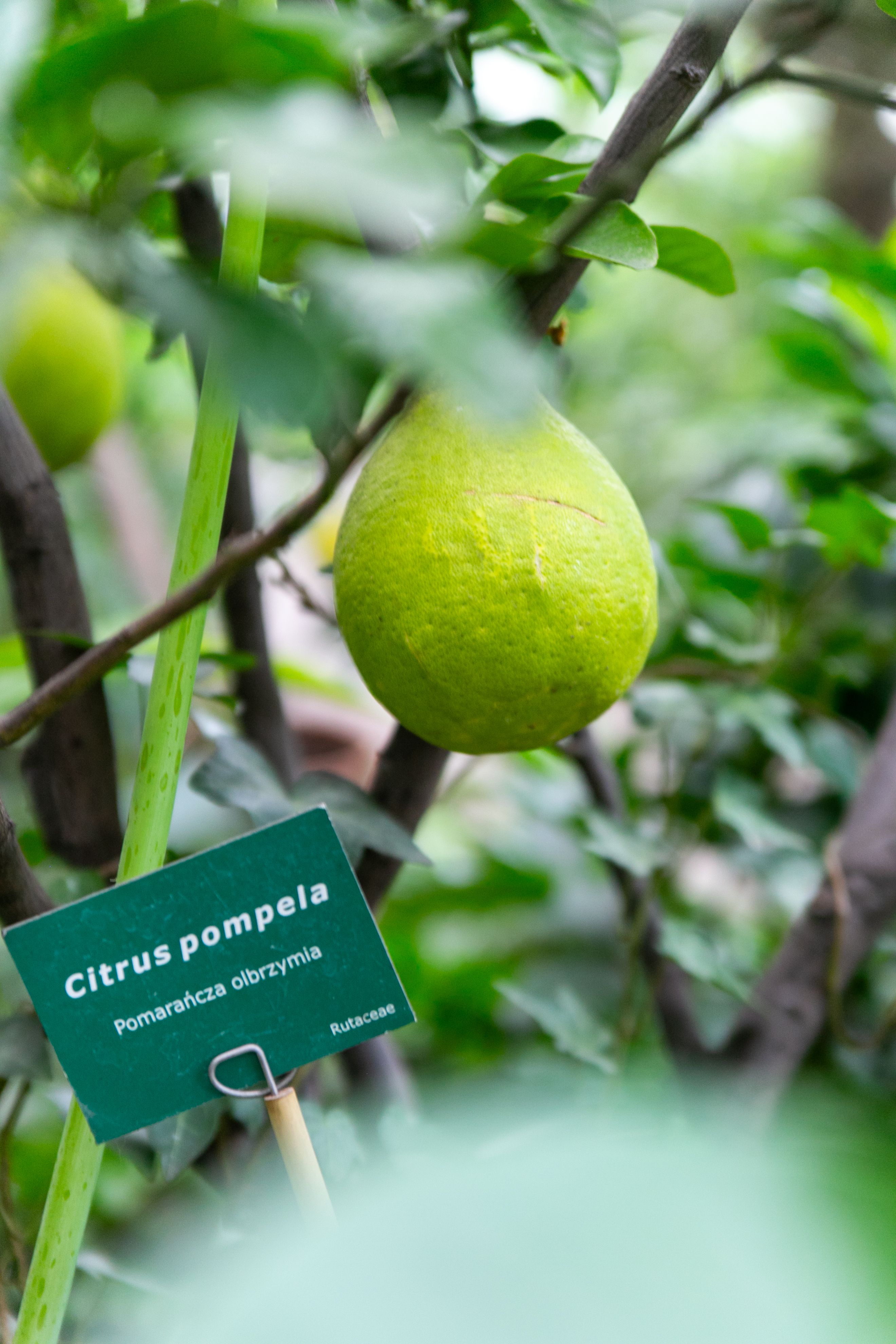 Close-up of Pomelo Fruit on a Tree · Free Stock Photo