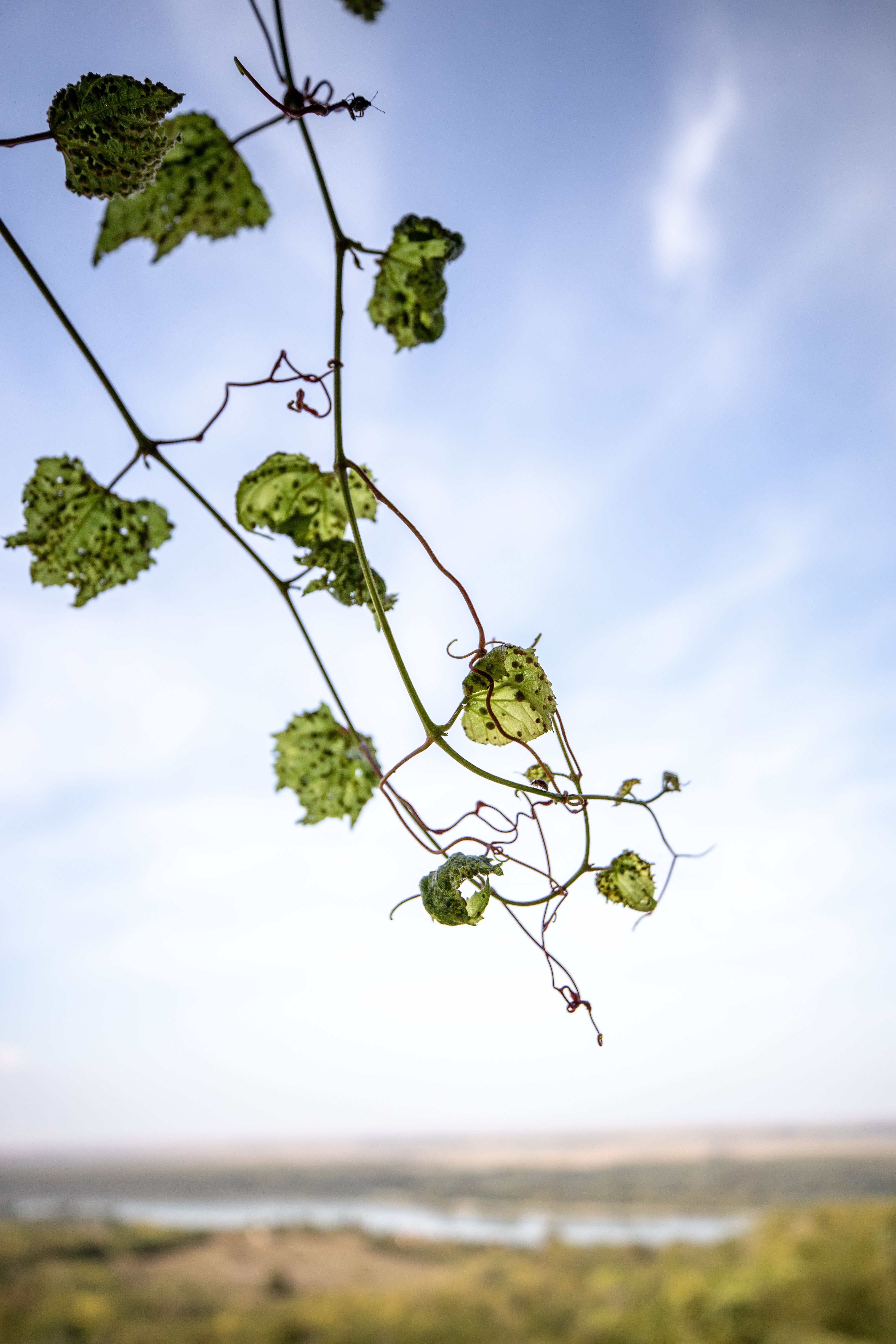 Viney Branches Photos, Download The BEST Free Viney Branches Stock ...