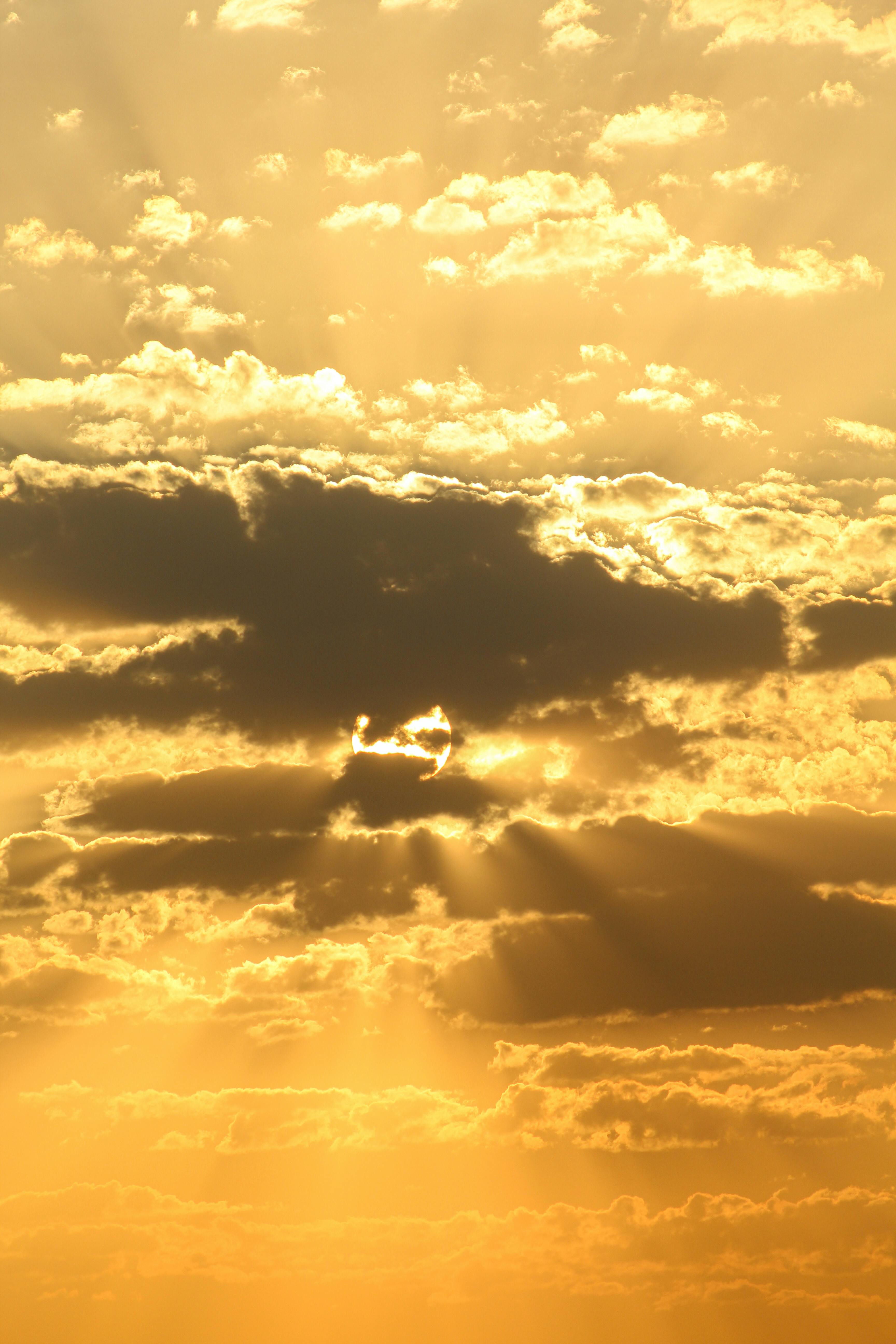 Foto profissional gratuita de amantes do sol, amarelo, ao ar livre ...