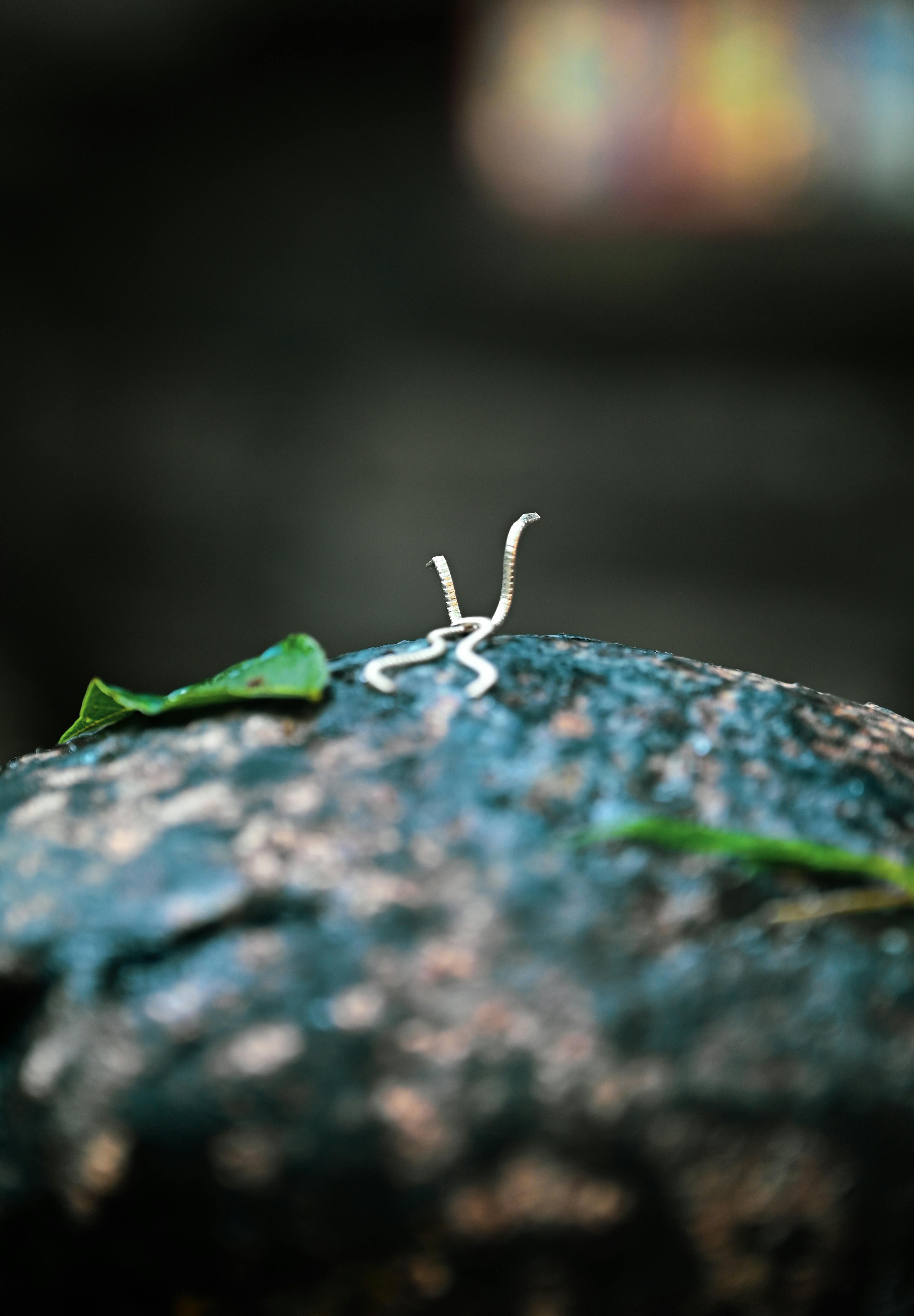 Himanshu Sharma - Fotografía