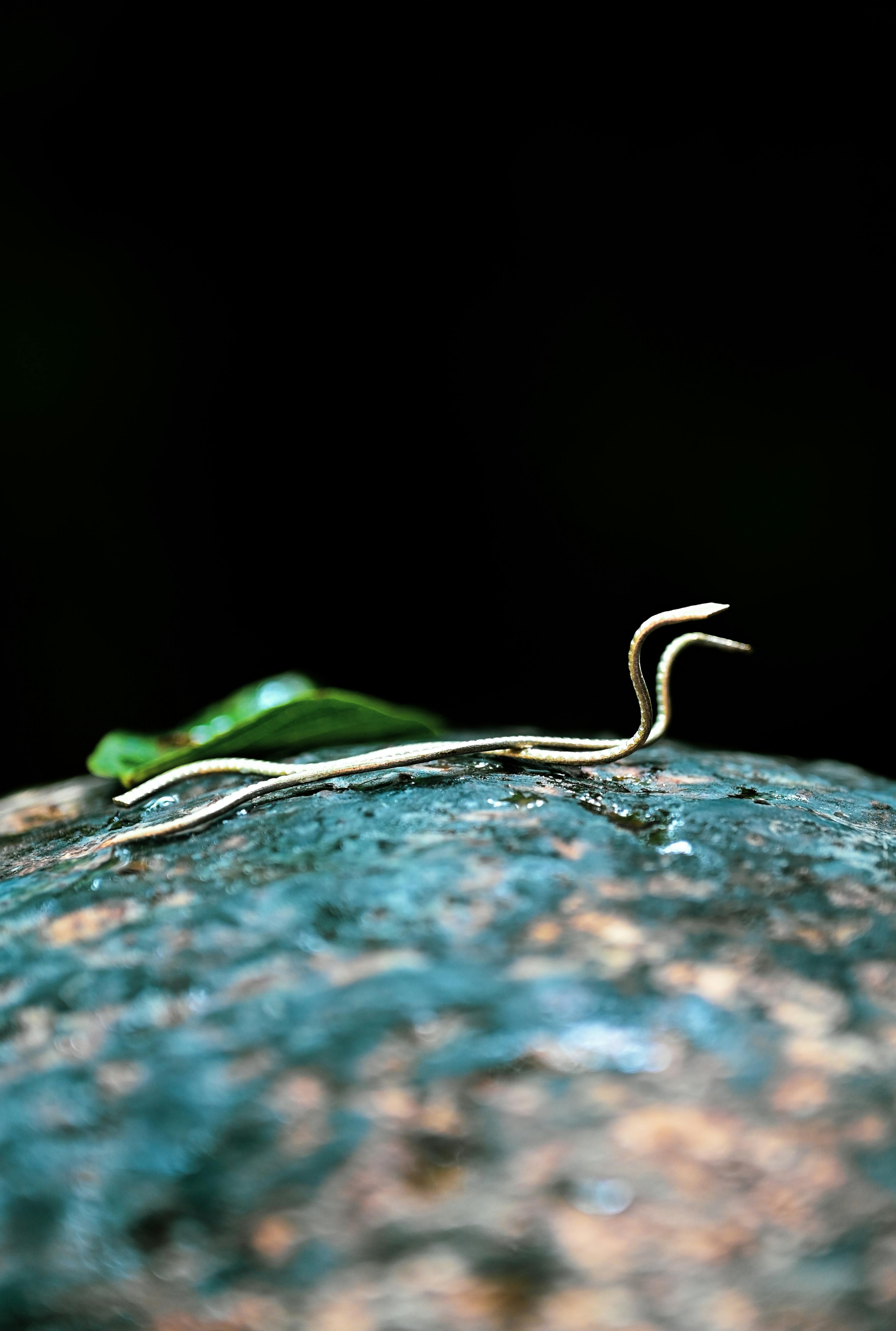 Himanshu Sharma - Fotografía