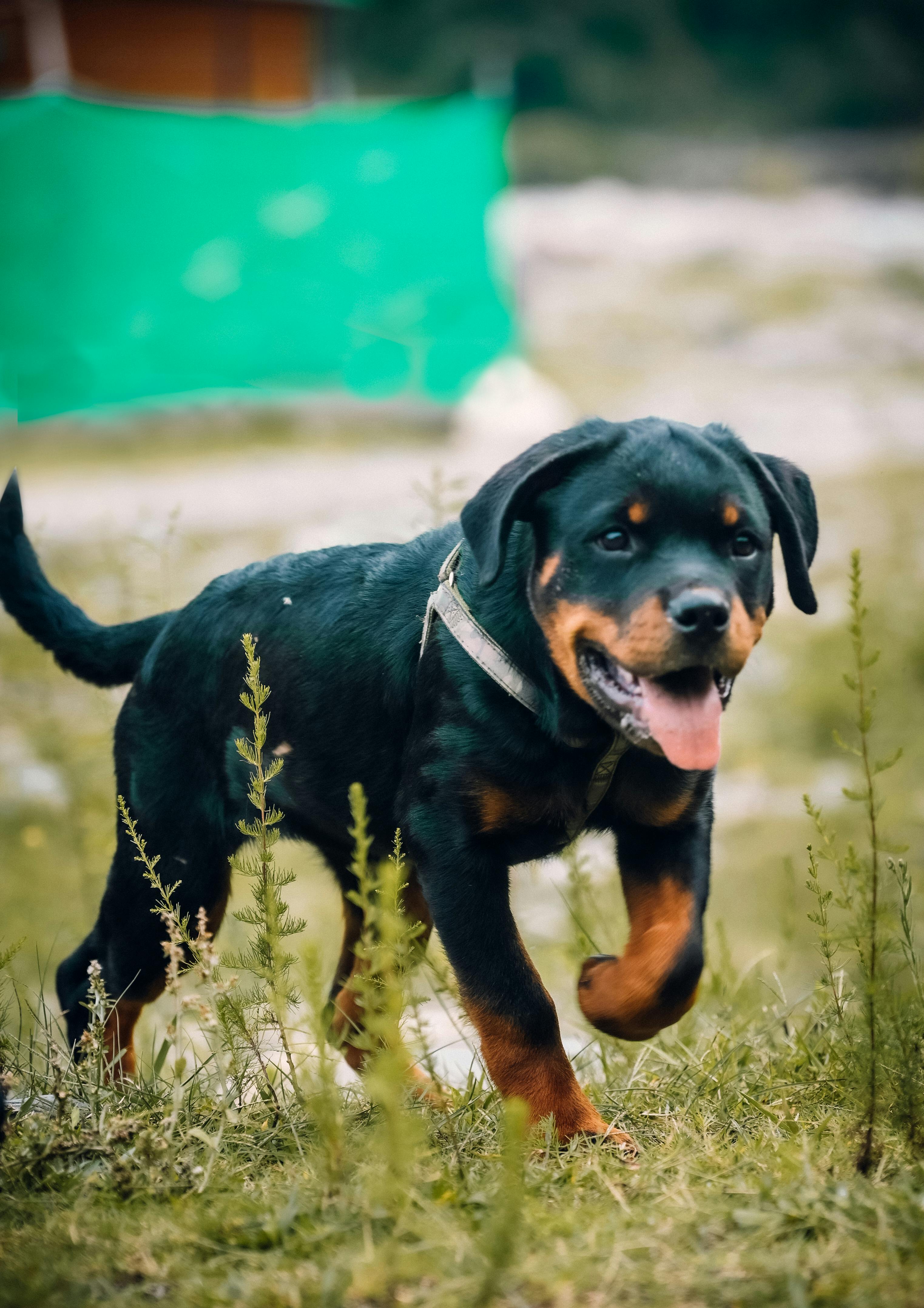 Himanshu Sharma - Fotografía