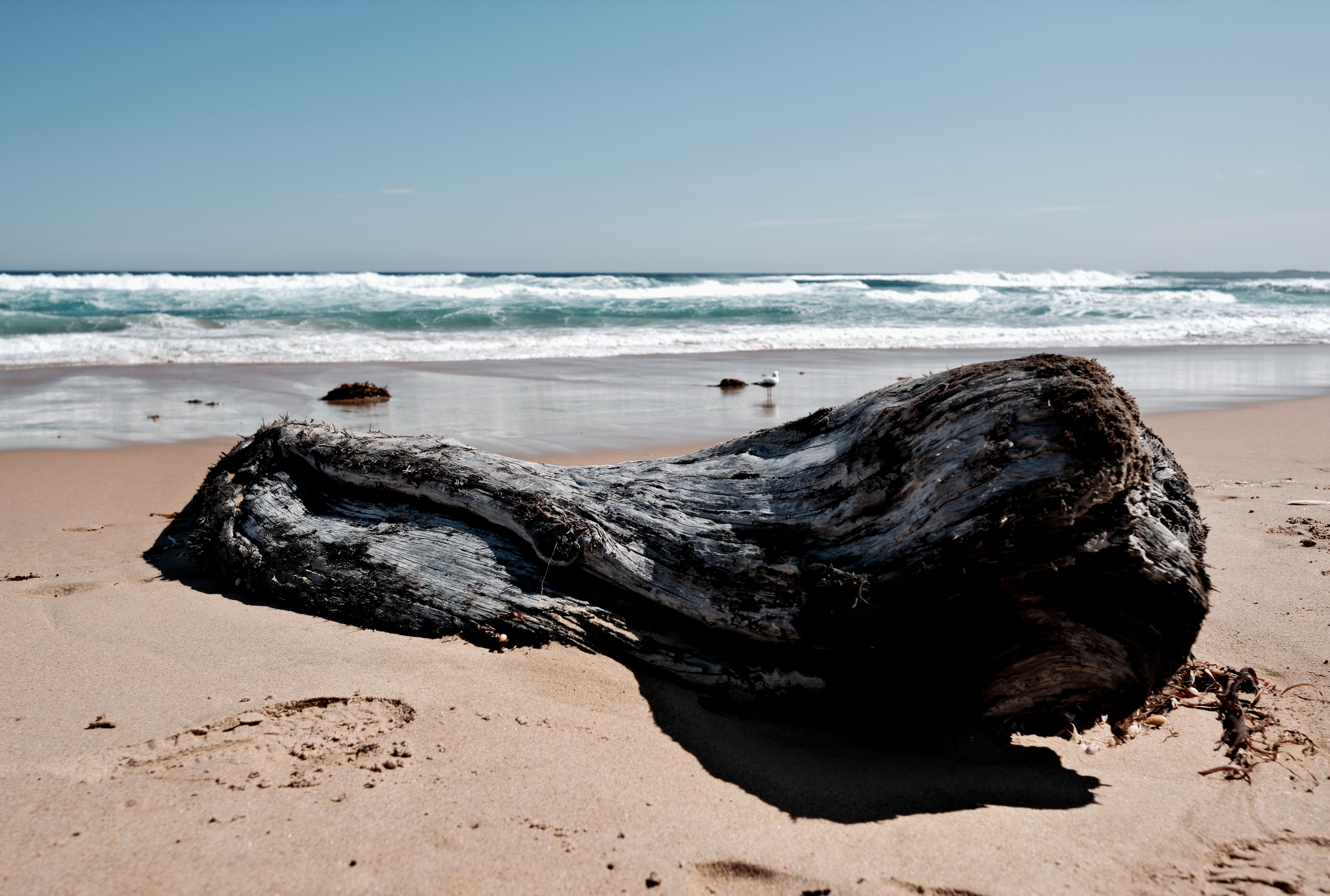Withered Tree Trunk on Beach · Free Stock Photo