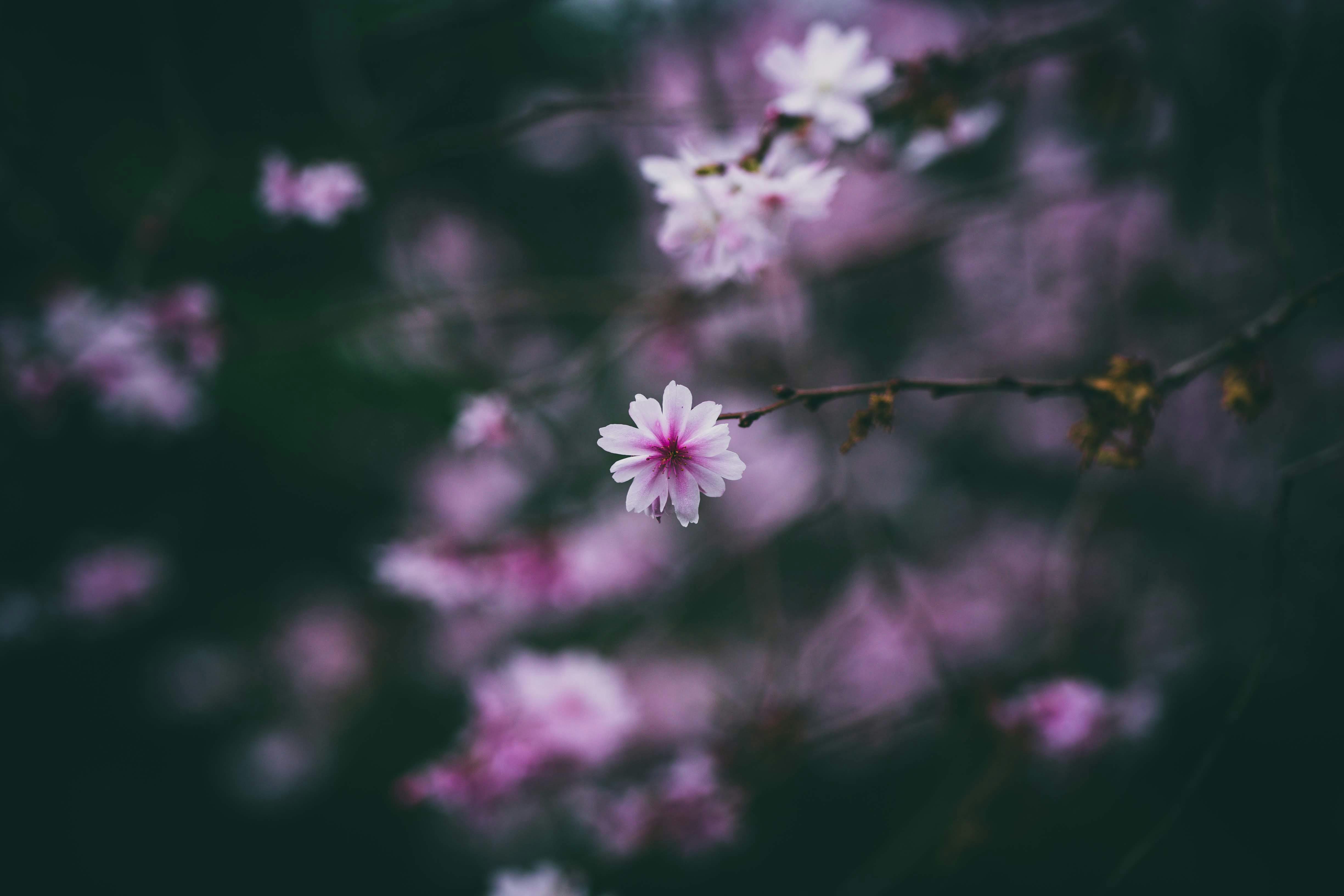 Dusty Pink Photos, Download The BEST Free Dusty Pink Stock Photos & HD ...