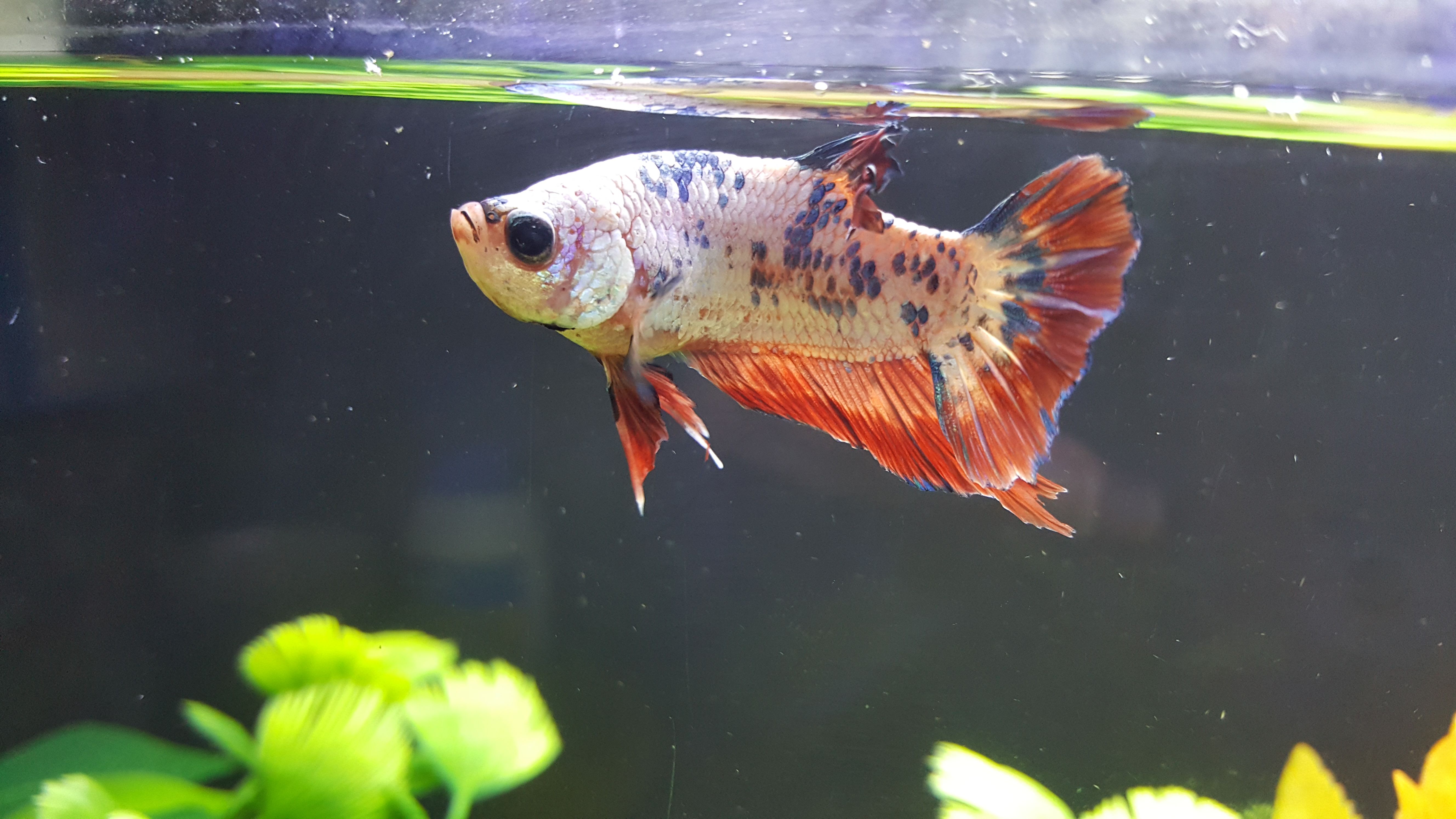 Gambar Ikan Cupang Laki Laki