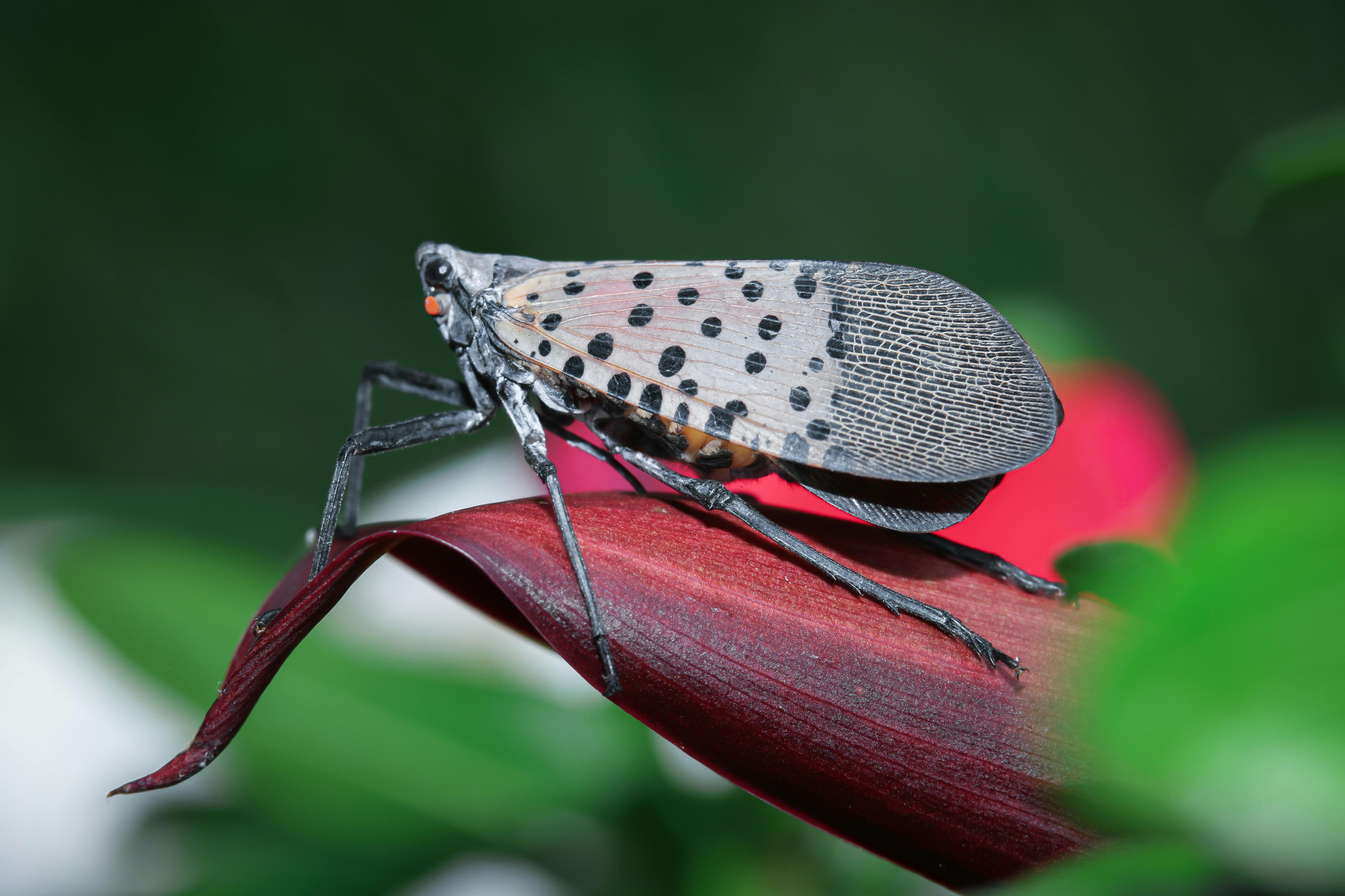 Close up of Spotted Lanternfly · Free Stock Photo