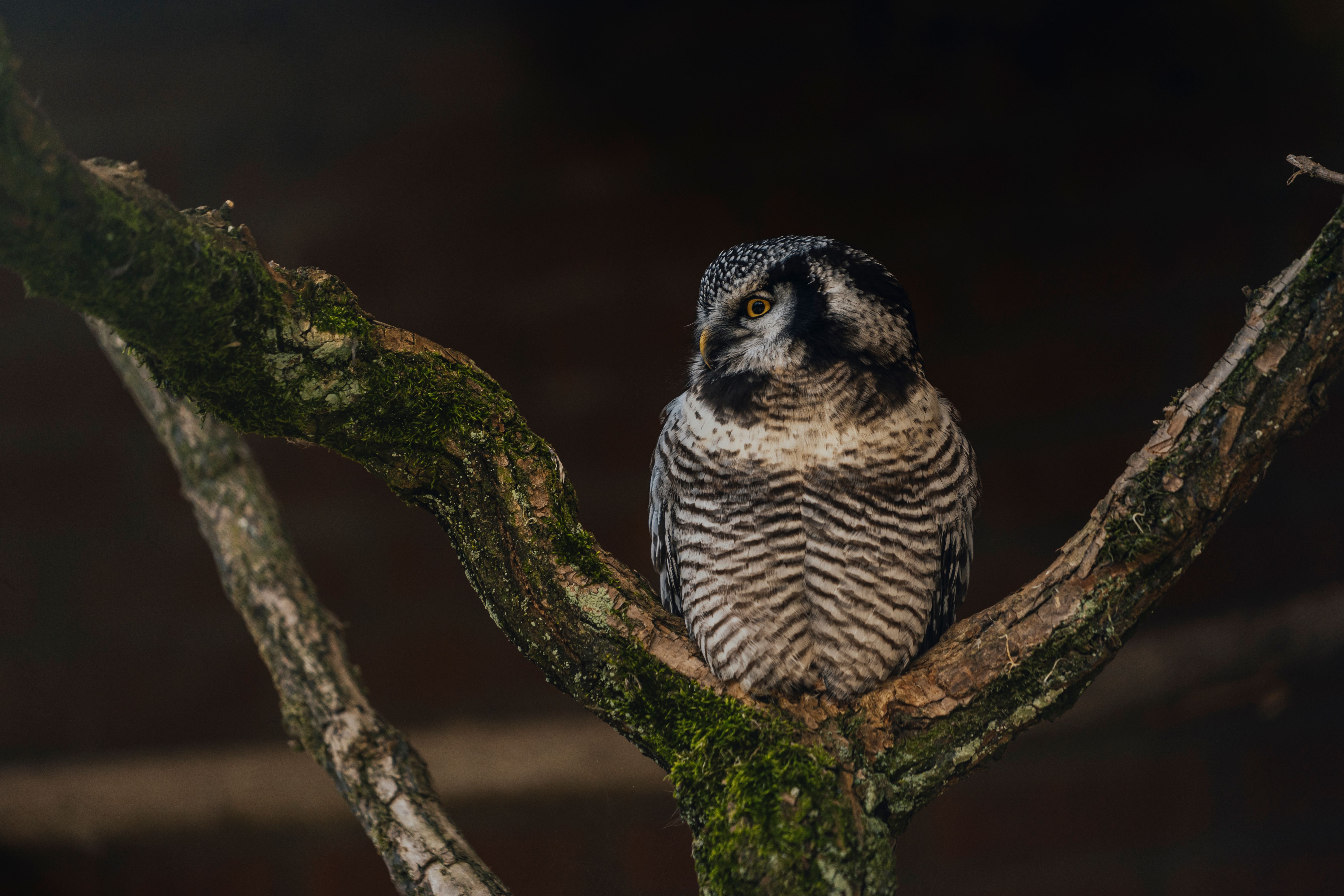 Bird Inside A Tree Photos, Download The BEST Free Bird Inside A Tree ...