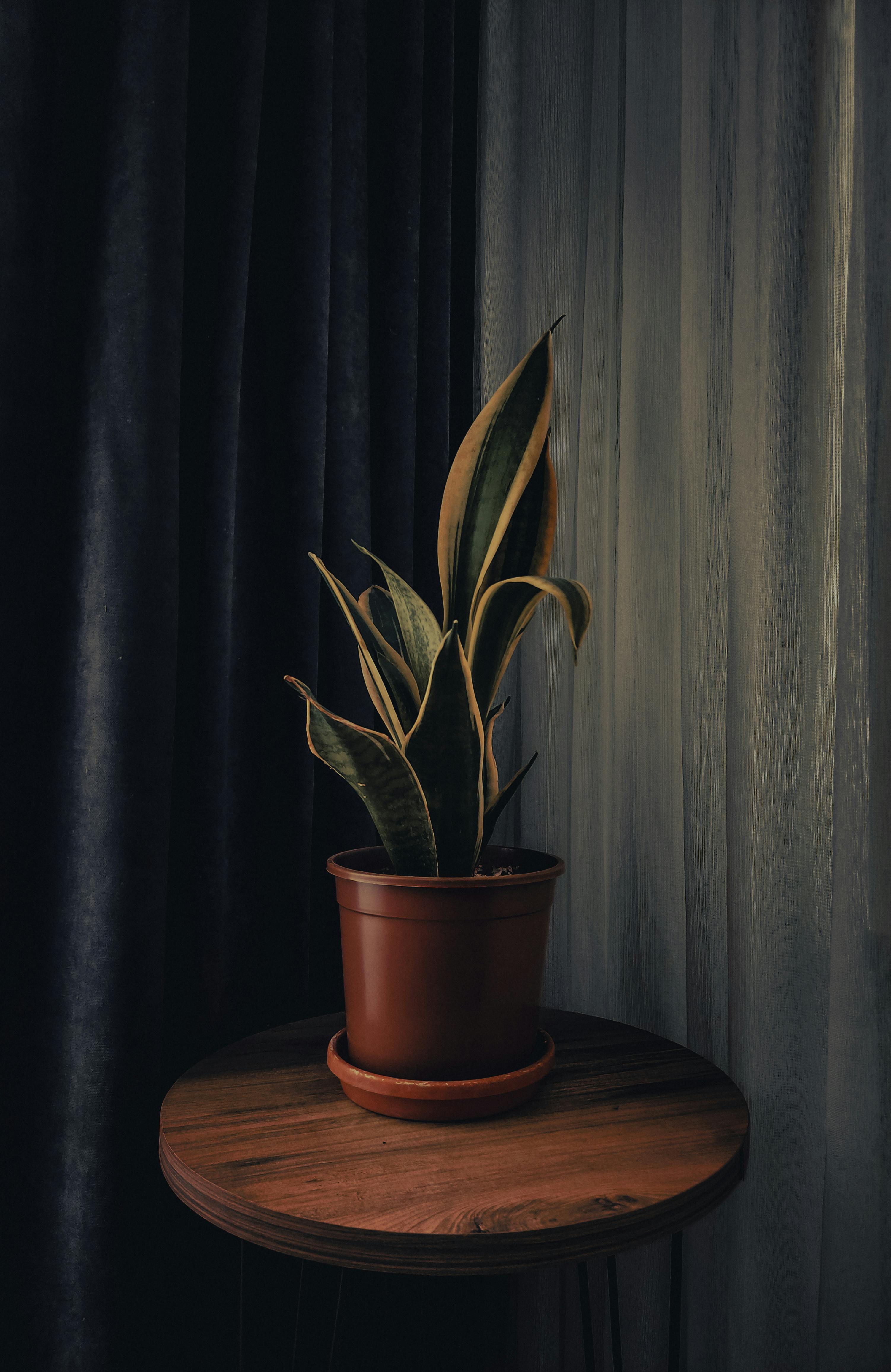 Prom Curtains Photos, Download The BEST Free Prom Curtains Stock Photos ...