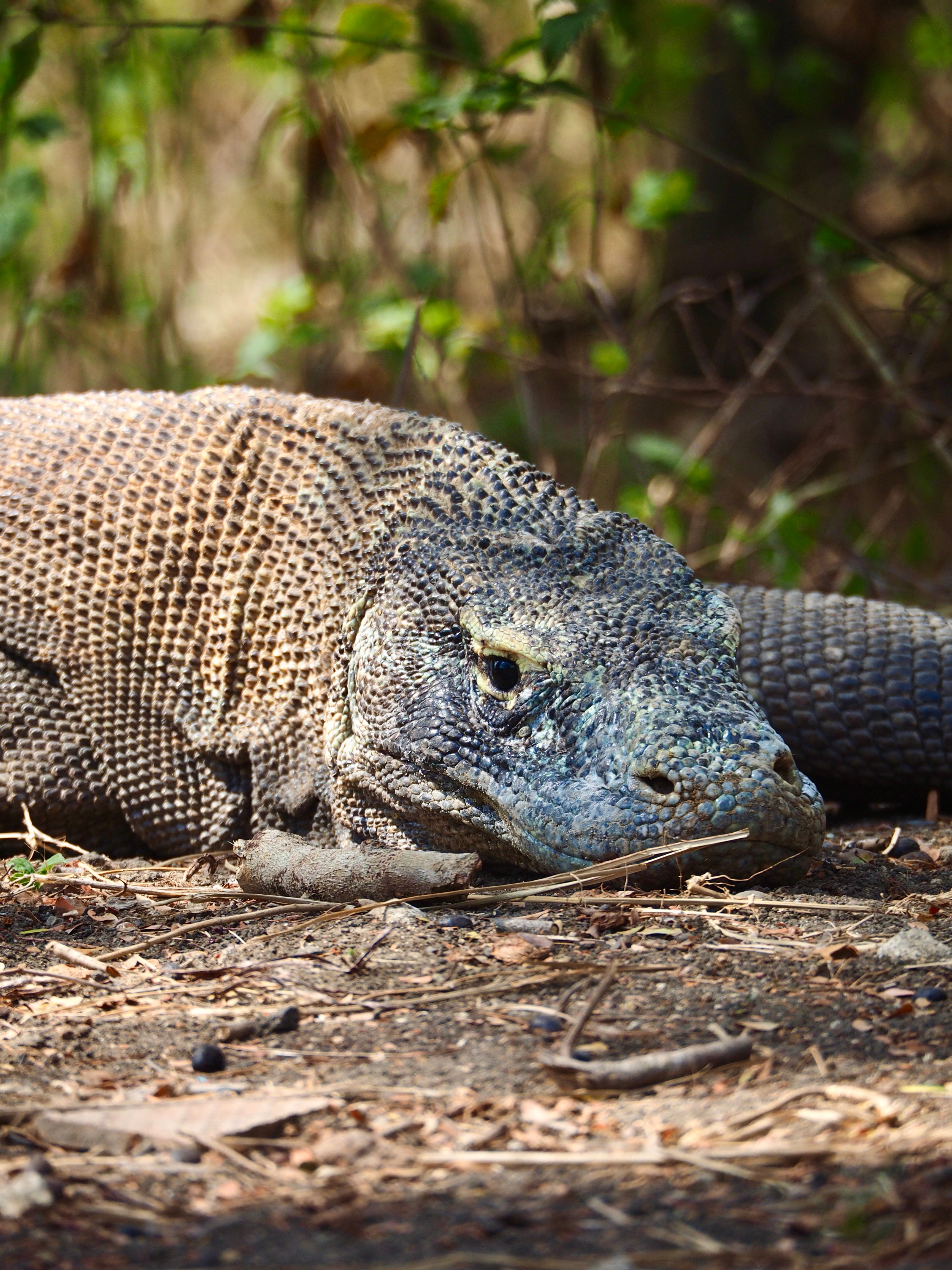 Komodo Photos, Download The BEST Free Komodo Stock Photos & HD Images