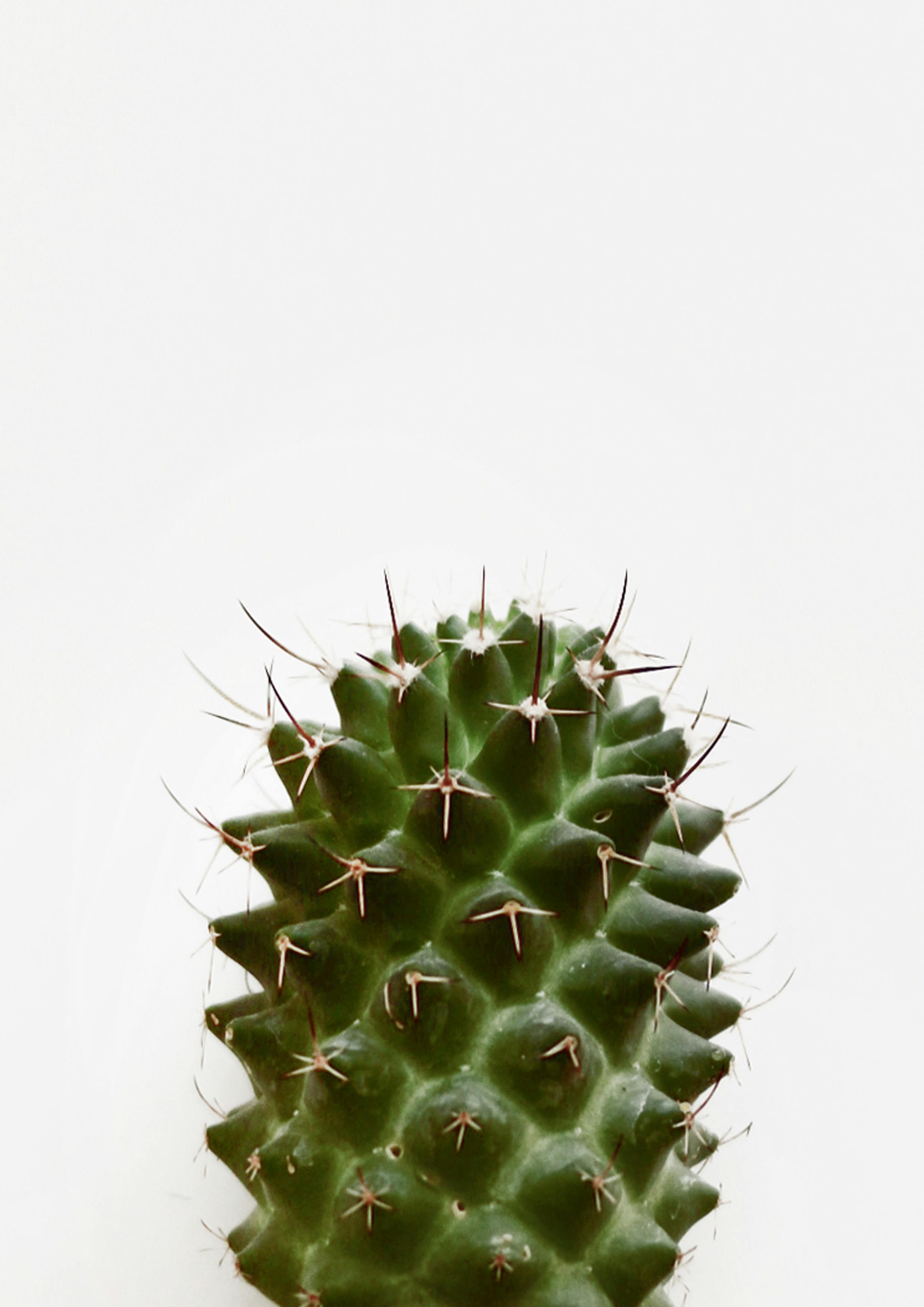 Green Plant With Spiked Tips · Free Stock Photo
