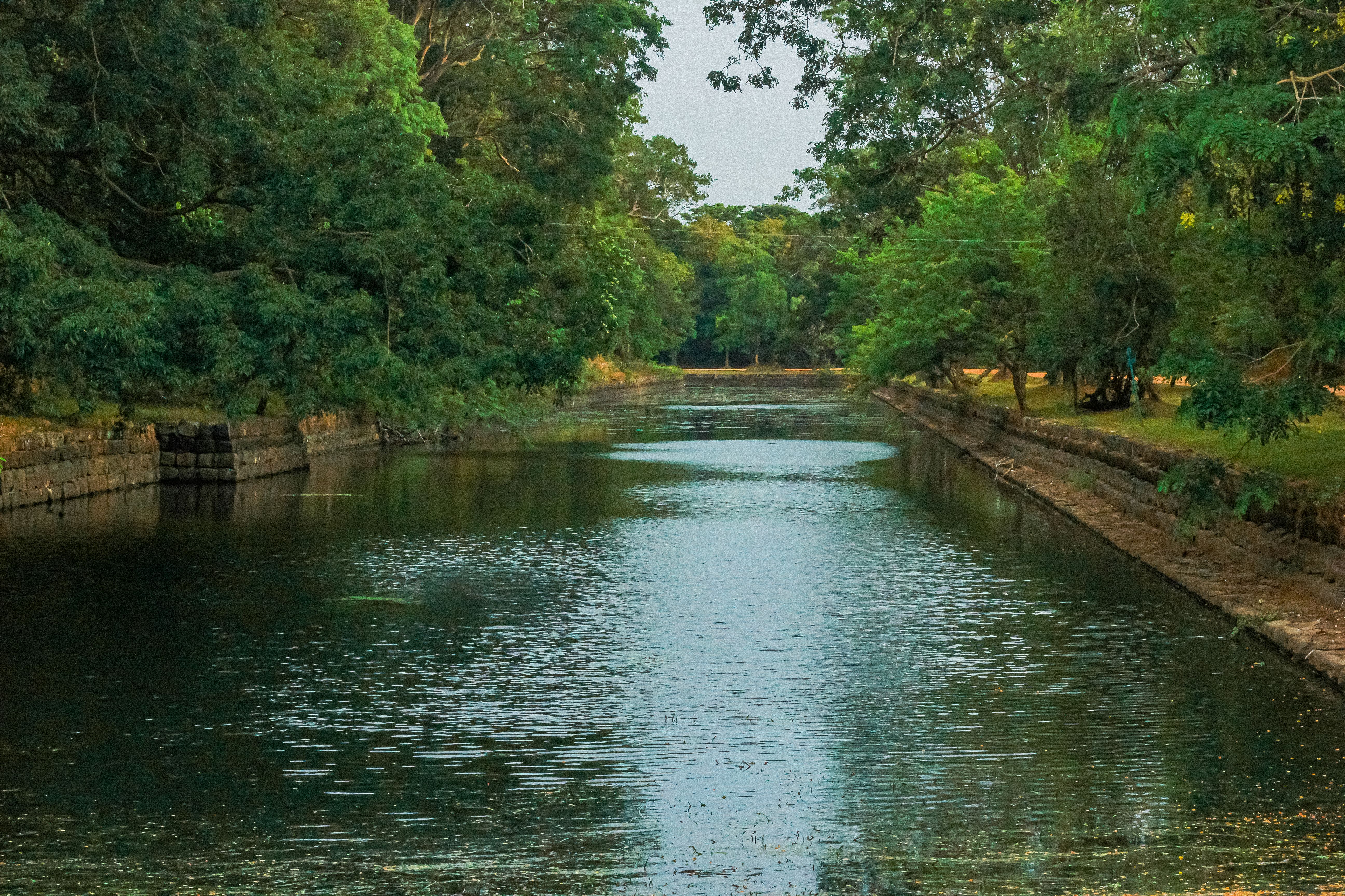 Trees around Pond in Park · Free Stock Photo