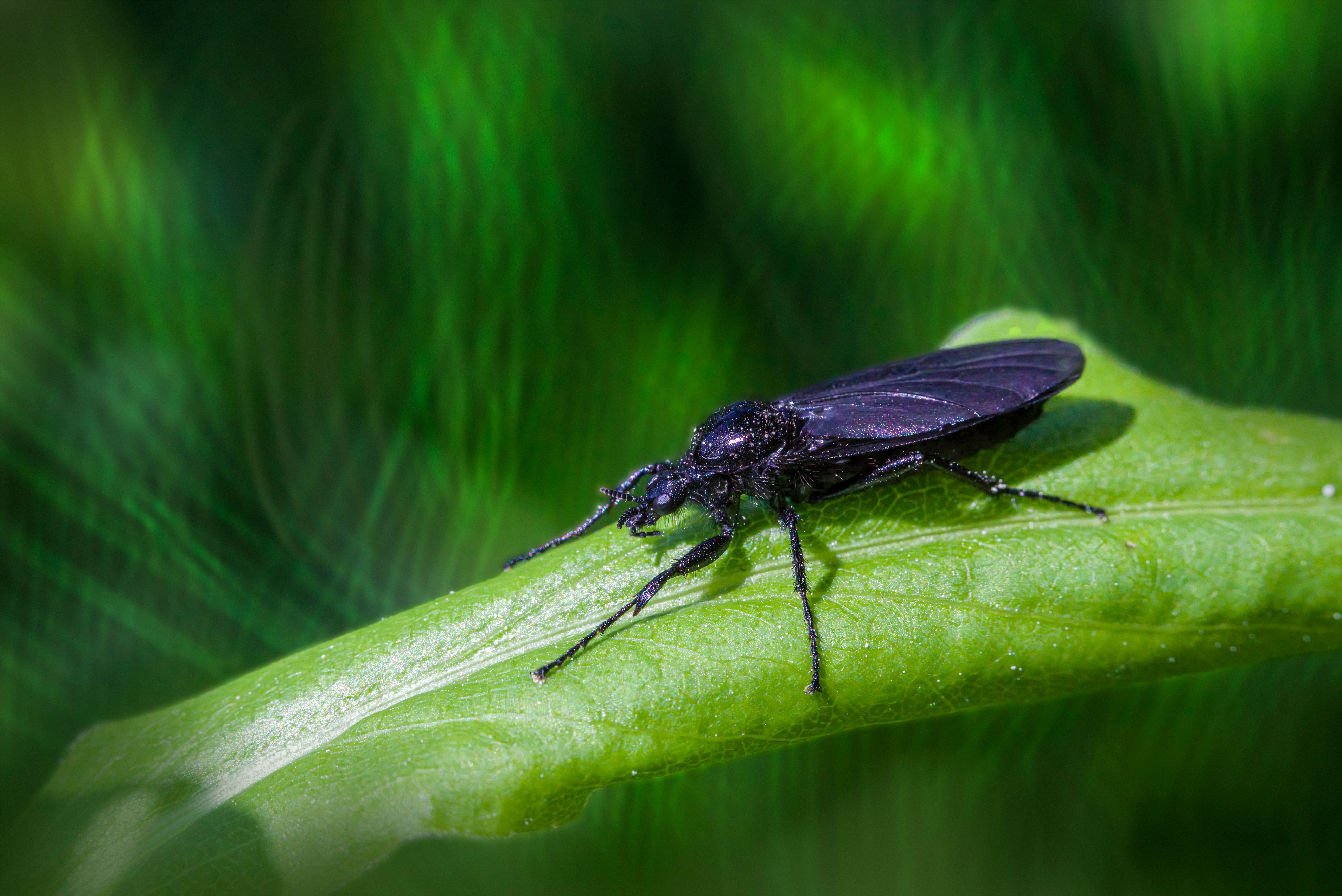 A black bug sitting on top of a green leaf · Free Stock Photo