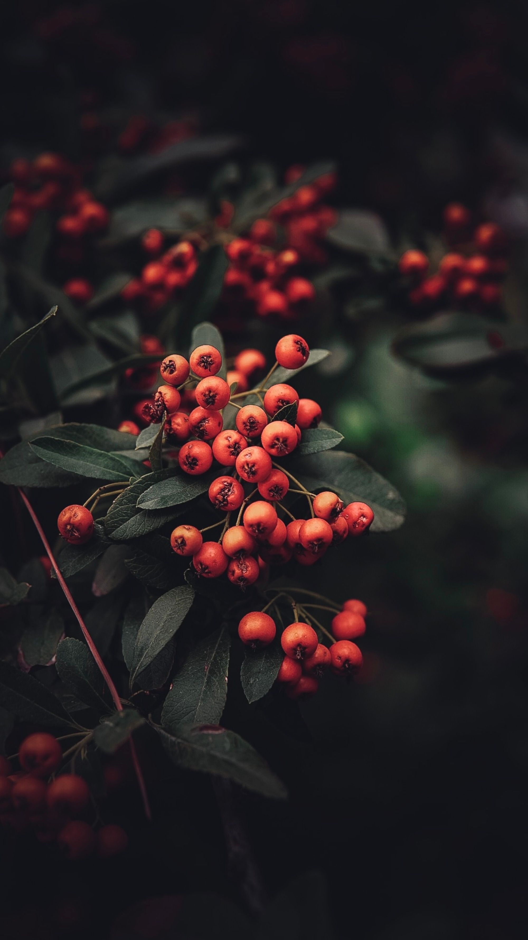 Wild Berries Photos, Download The BEST Free Wild Berries Stock Photos ...