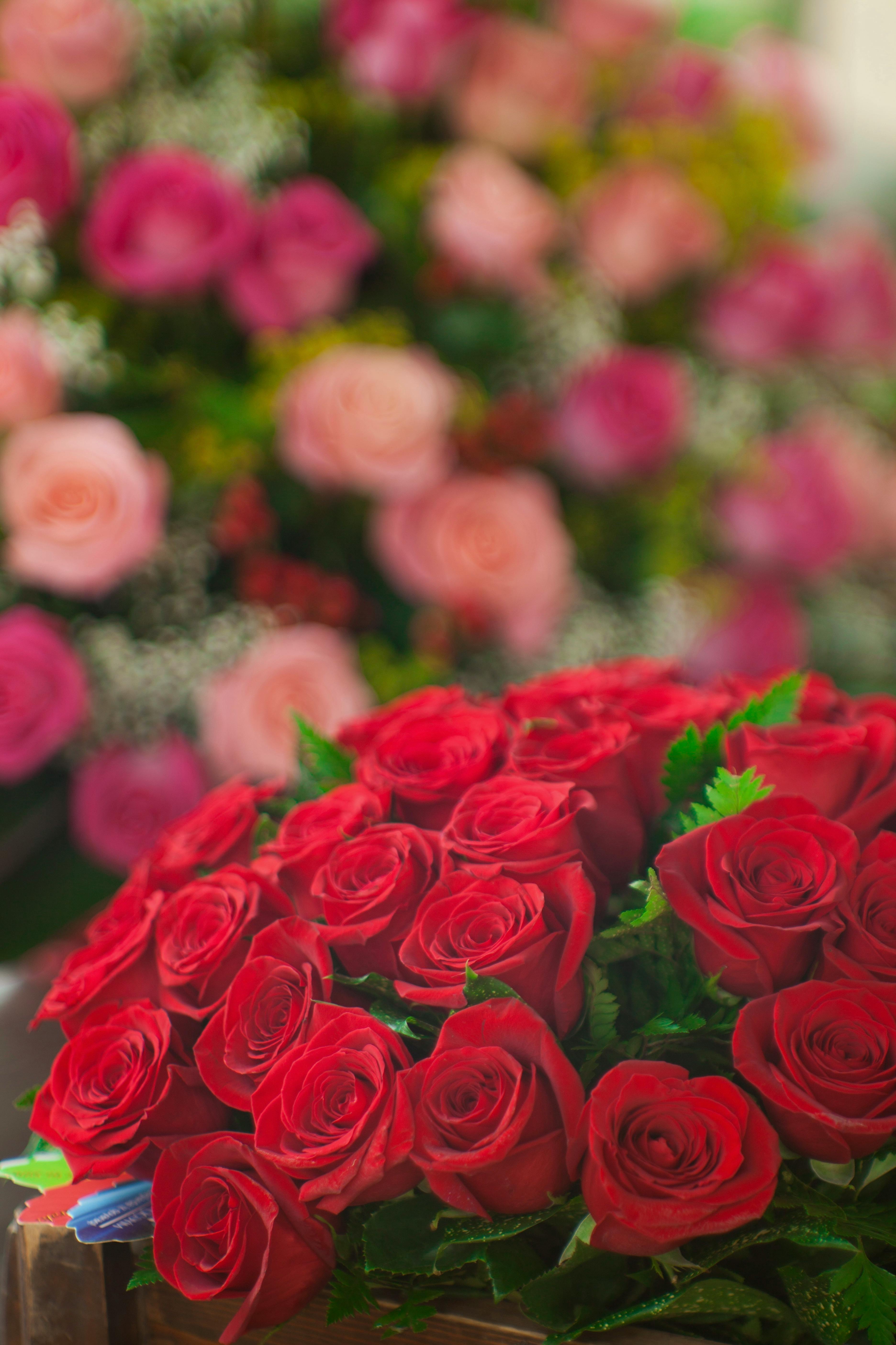 Бесплатные стоковые фото на тему Azerbaijan Baku Flower азербайджан