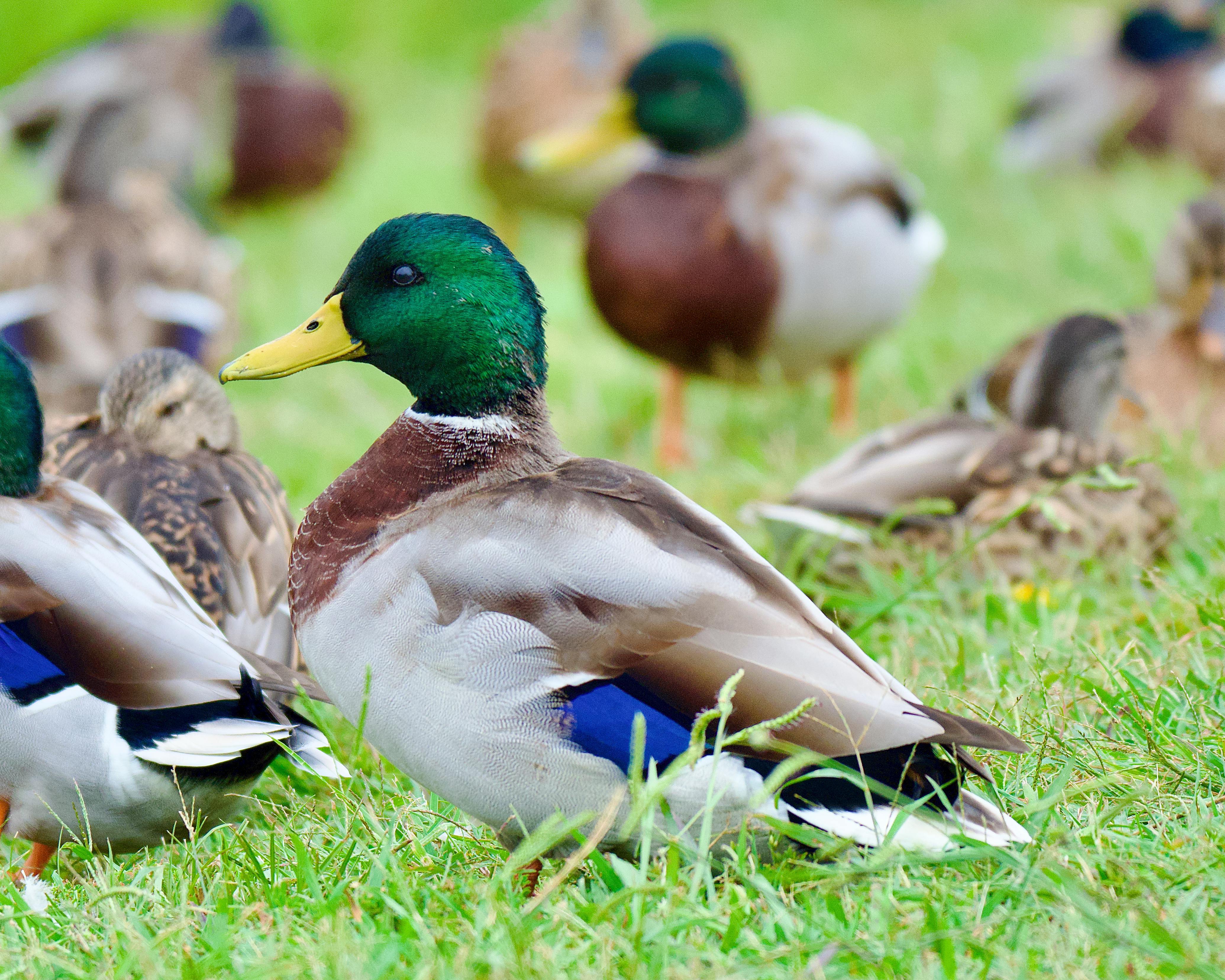 Mallard · Free Stock Photo