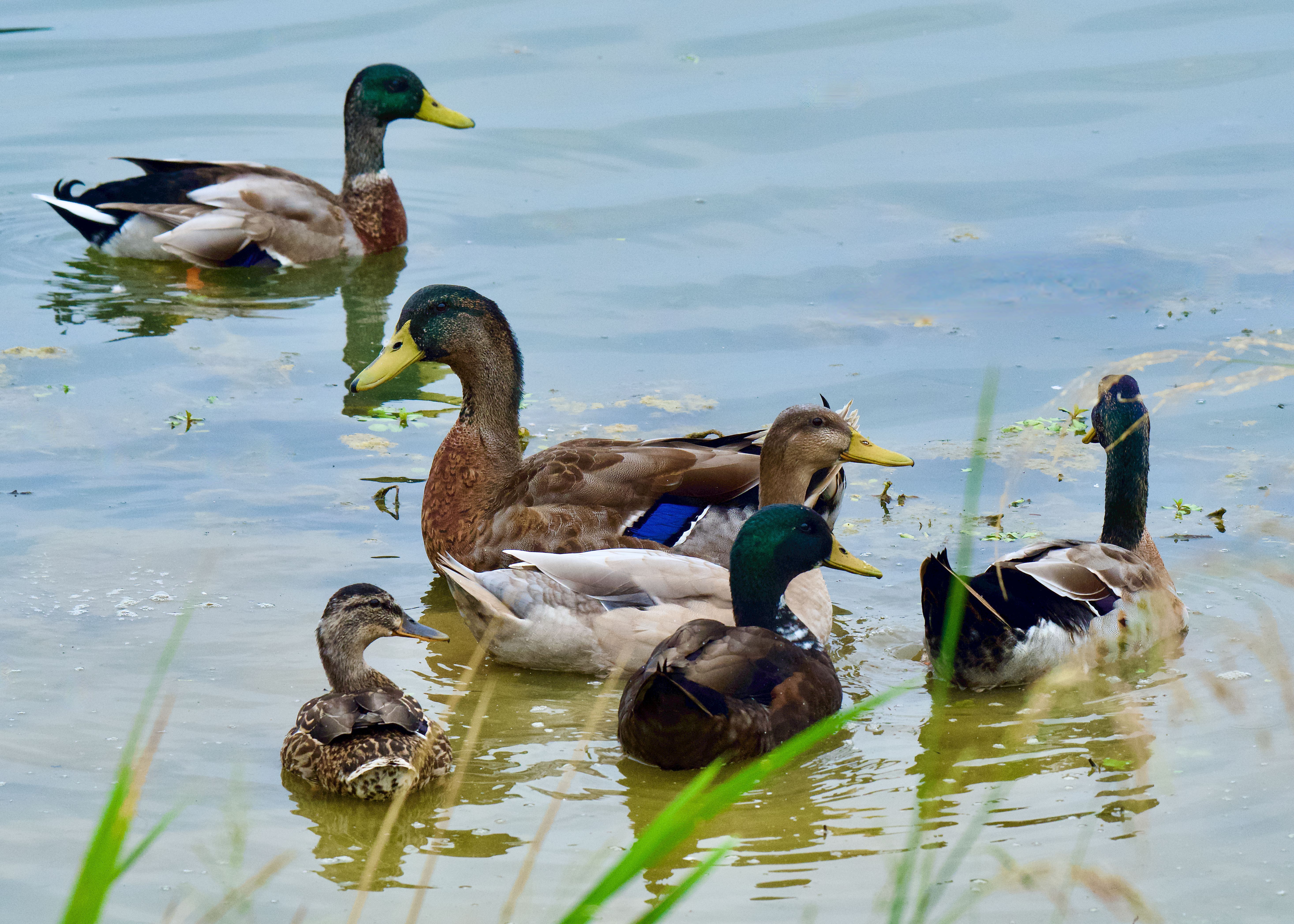 Mallard · Free Stock Photo