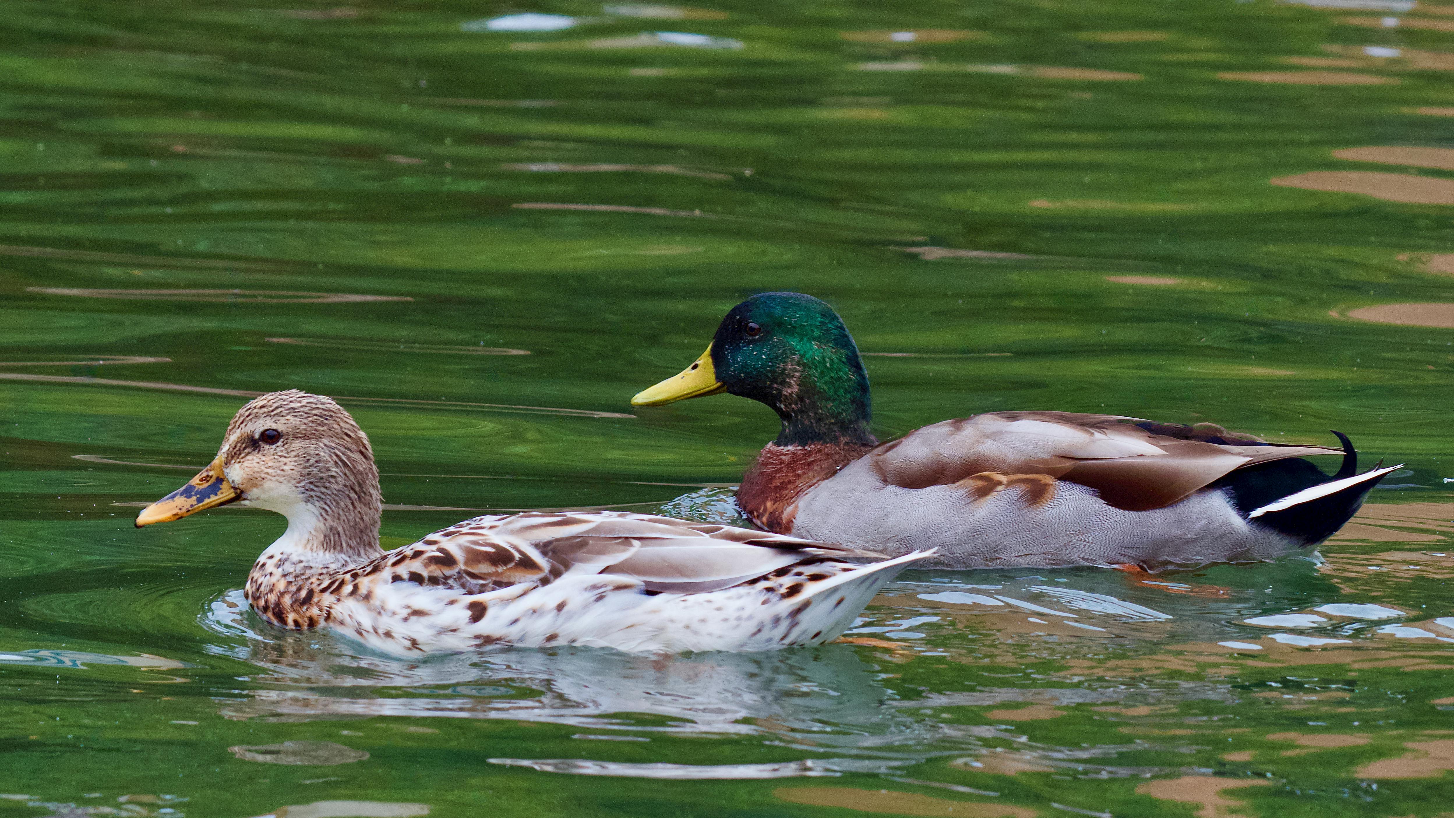 Mallard · Free Stock Photo