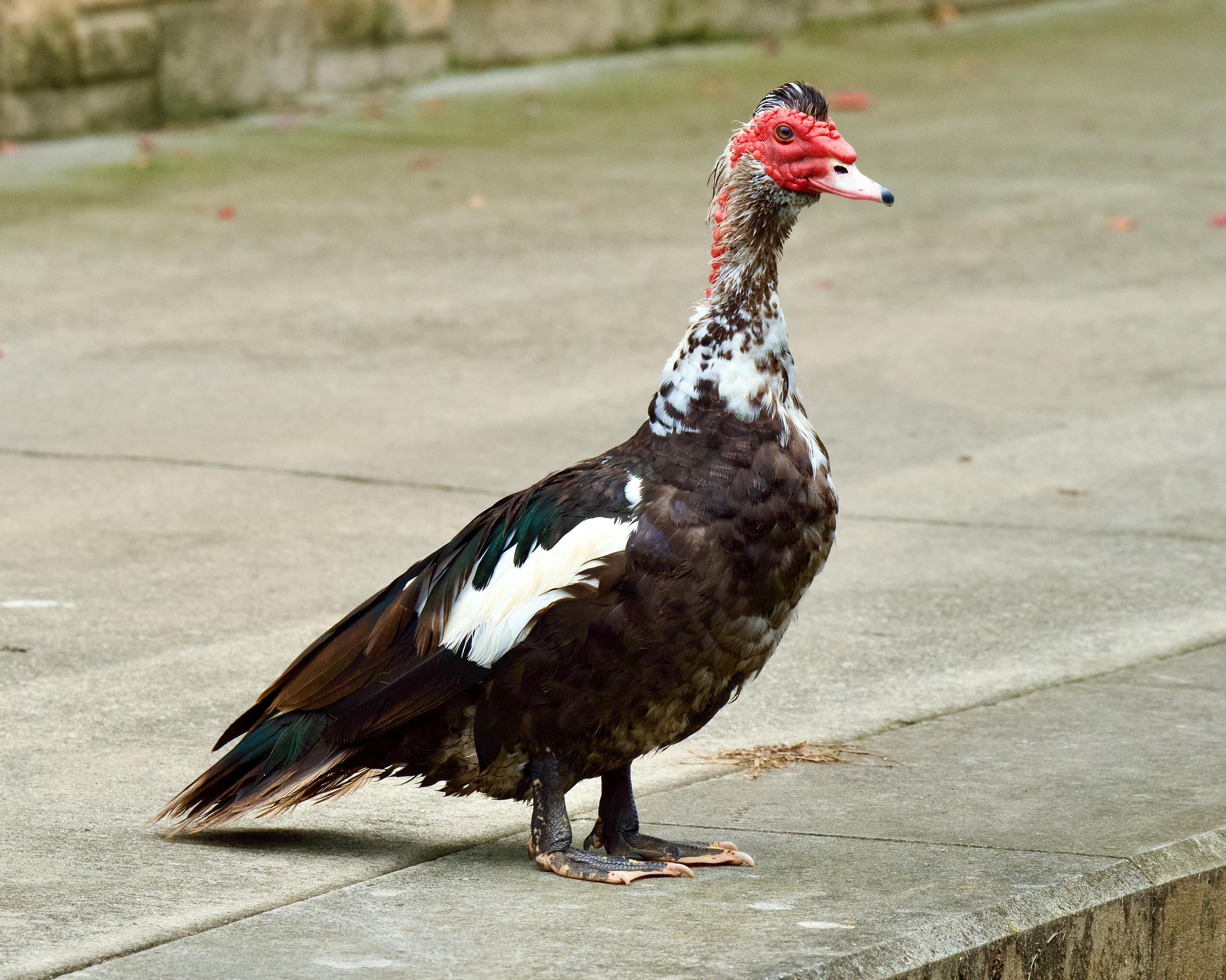 Muscovy duck · Free Stock Photo